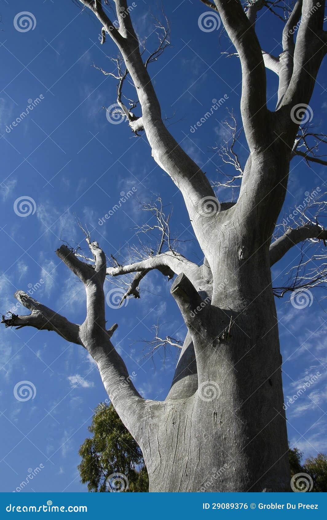 Tree against the sky stock photo. Image of twig, black - 29089376