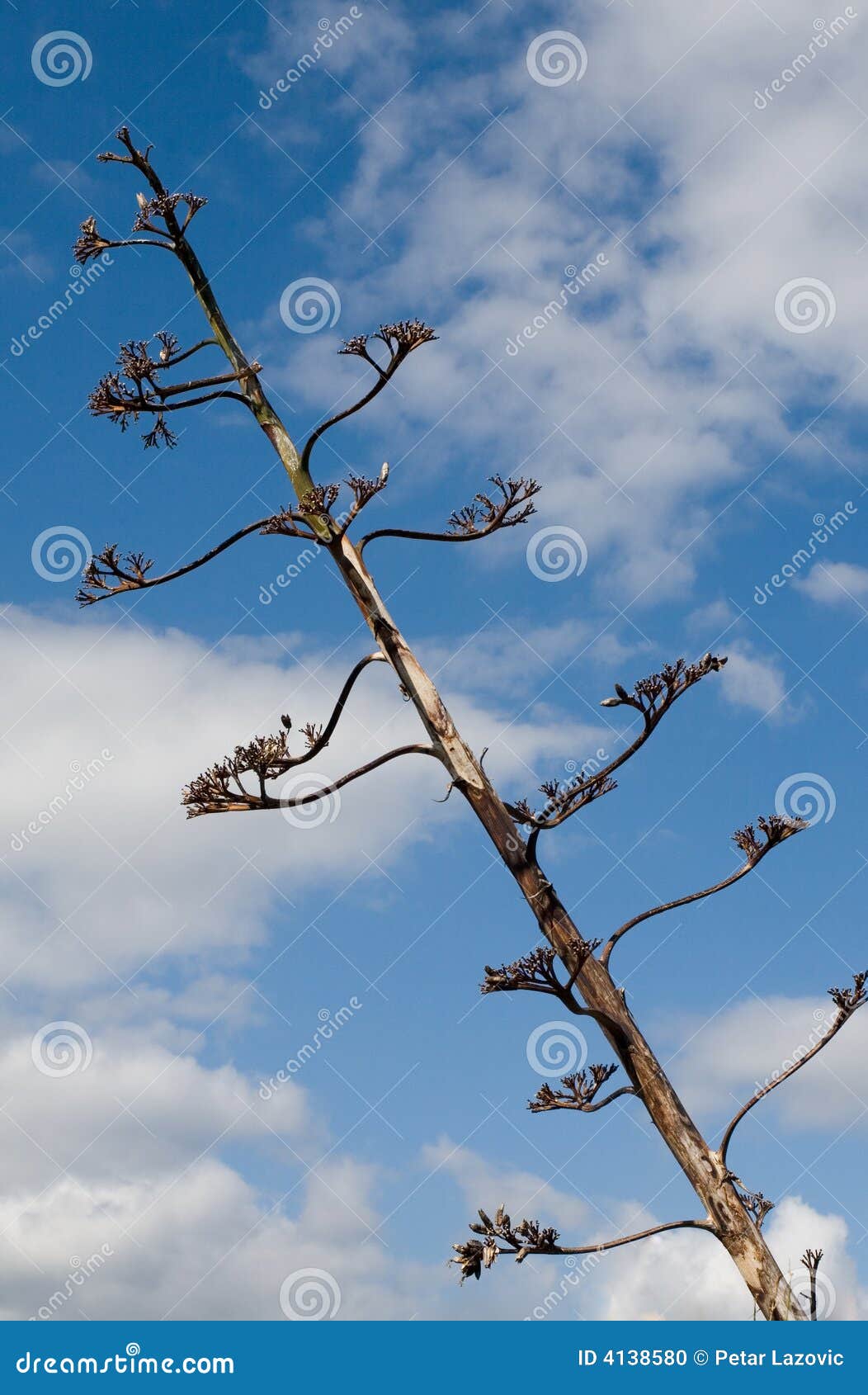 Tree against sky stock photo. Image of greenery, clouds - 4138580