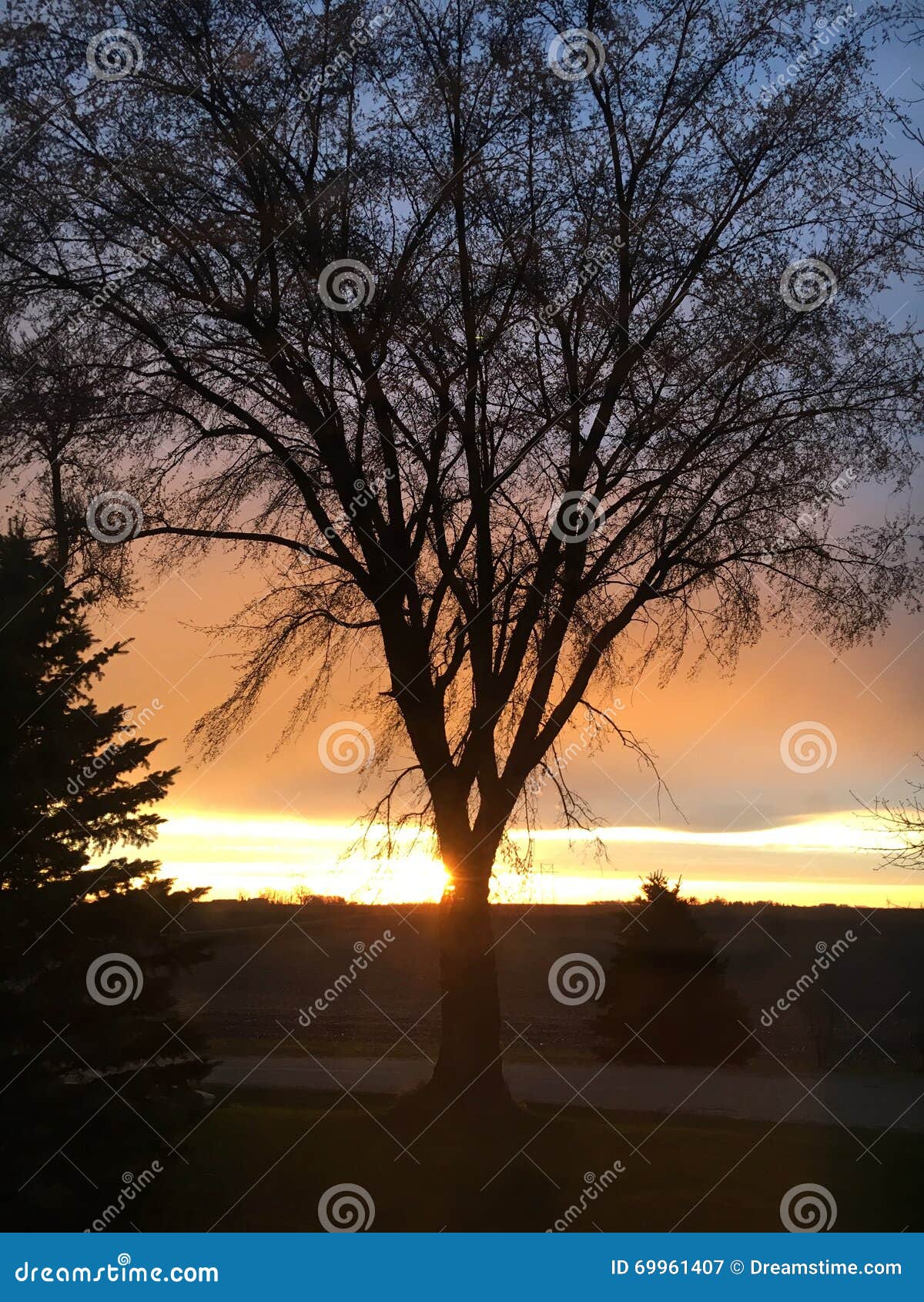 Tree against Sky stock image. Image of tree, morning - 69961407