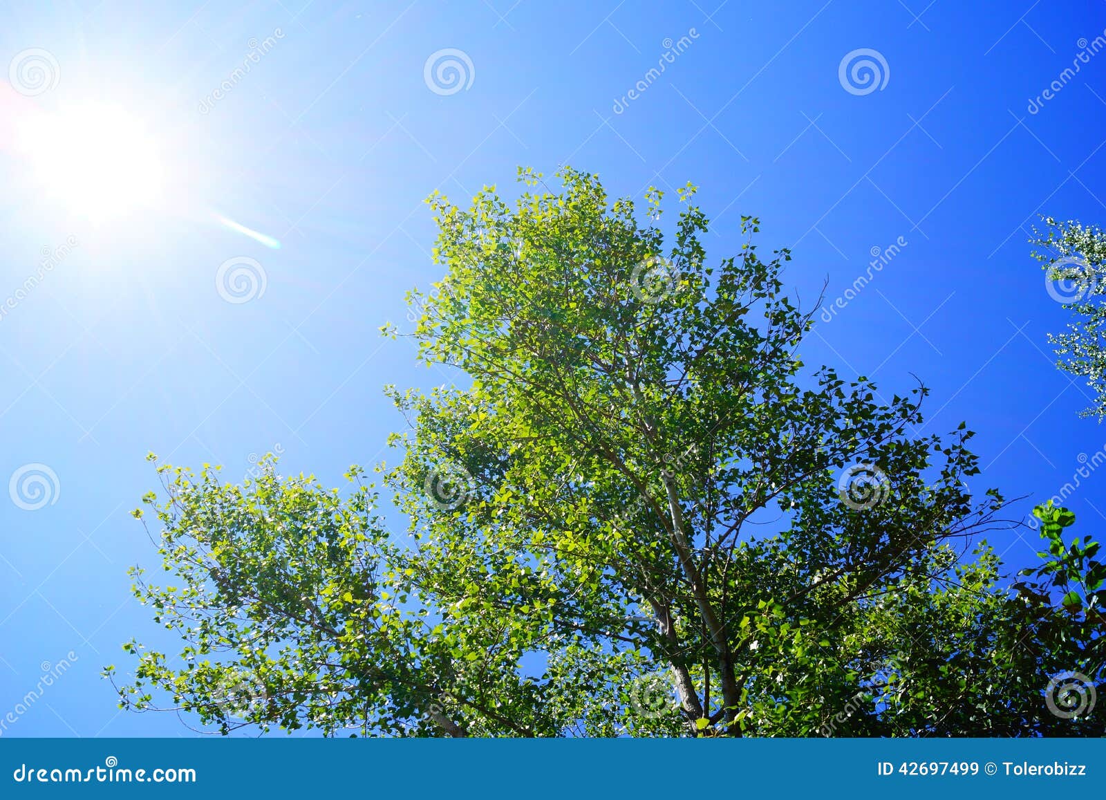 Tree against the sky stock image. Image of shades, rays - 42697499