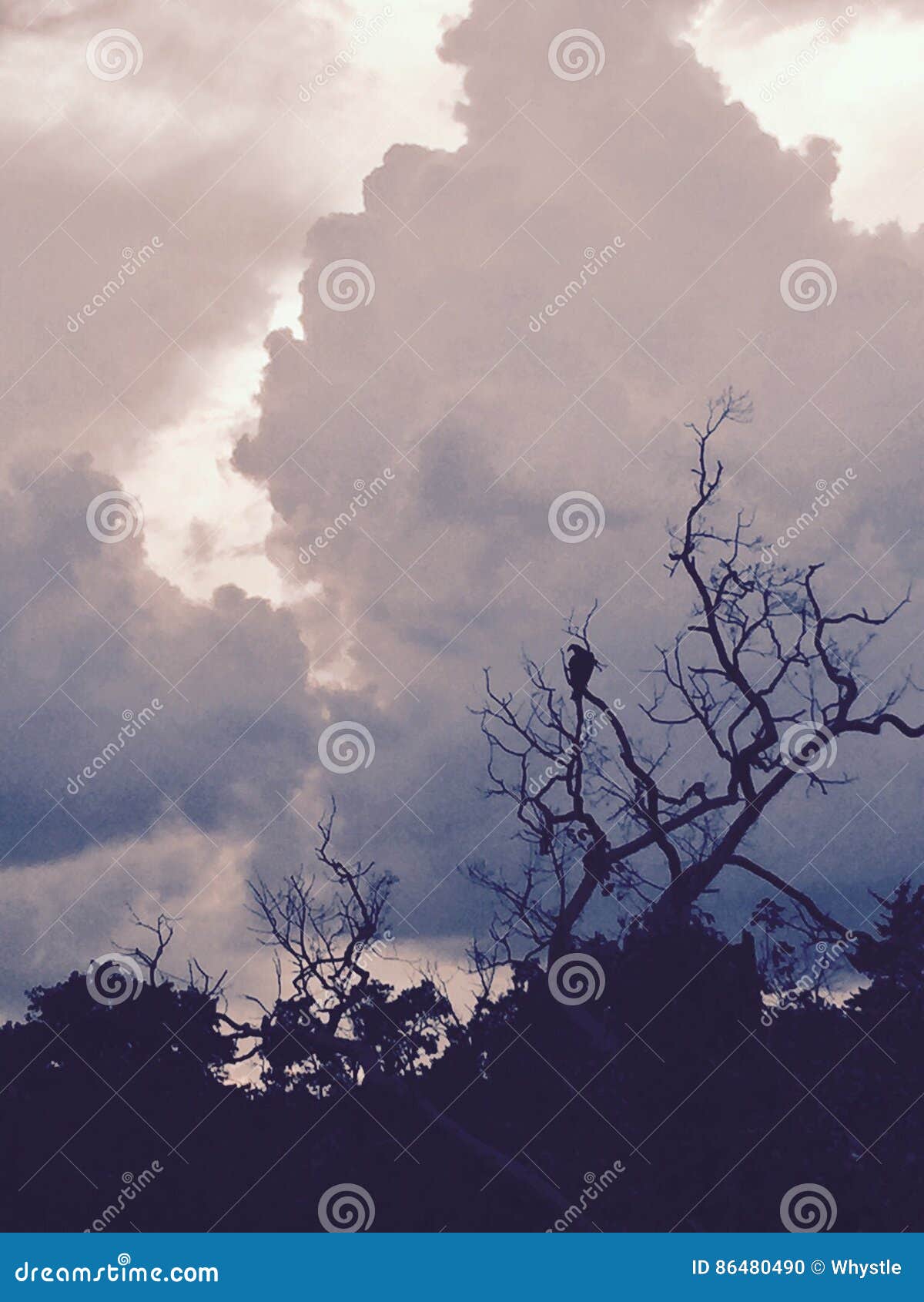 Tree Against Storm stock photo. Image of gnarly, background - 86480490