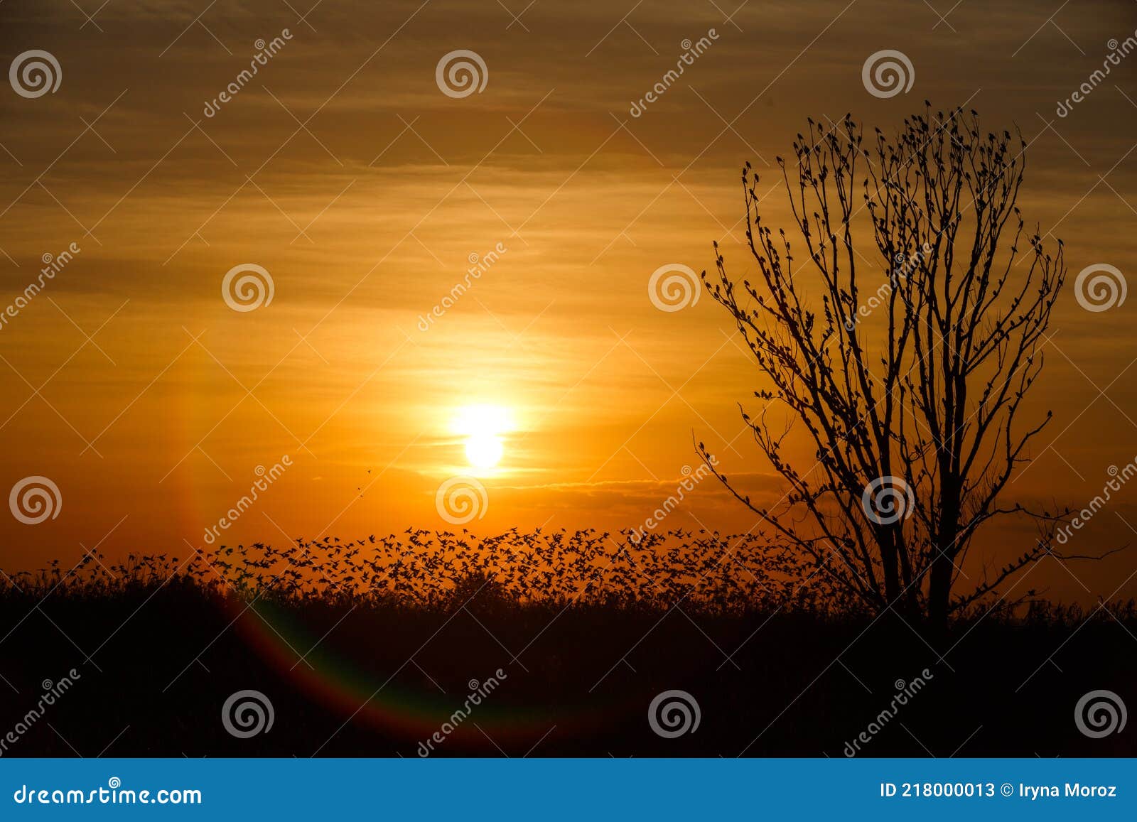 The Tree Against Sunlight Over Sky Background in Sunset Stock Image ...