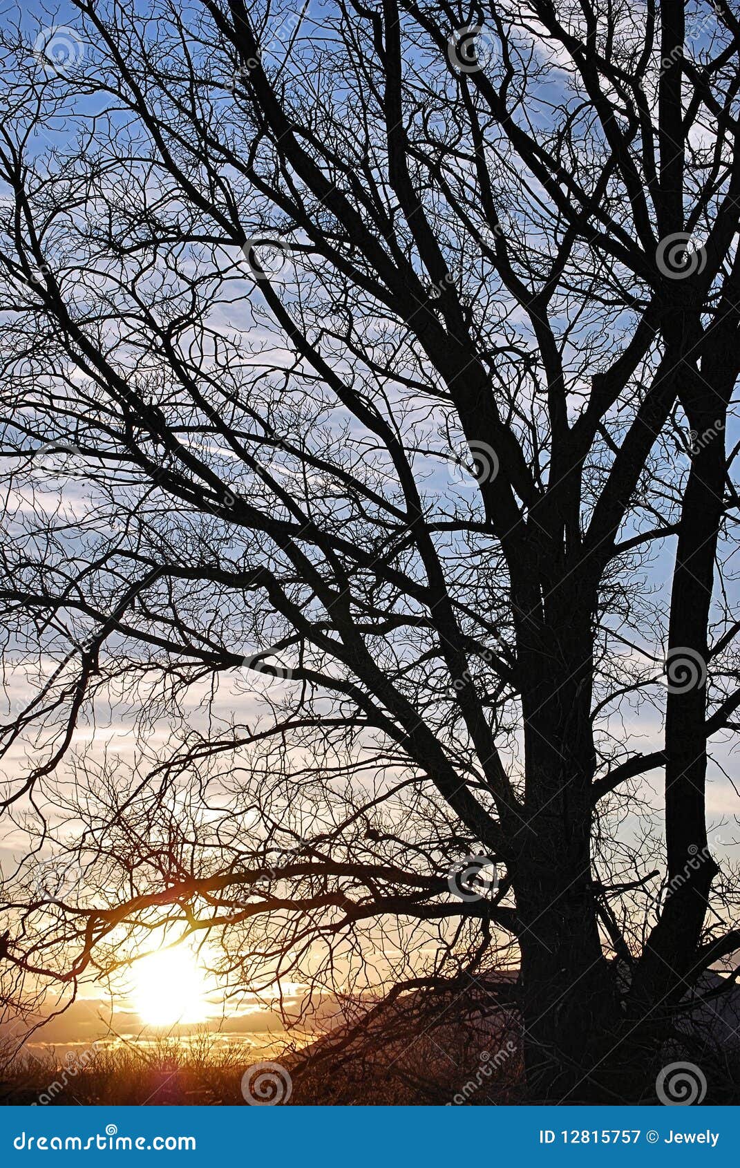 Tree against sunset stock image. Image of winter, tree - 12815757