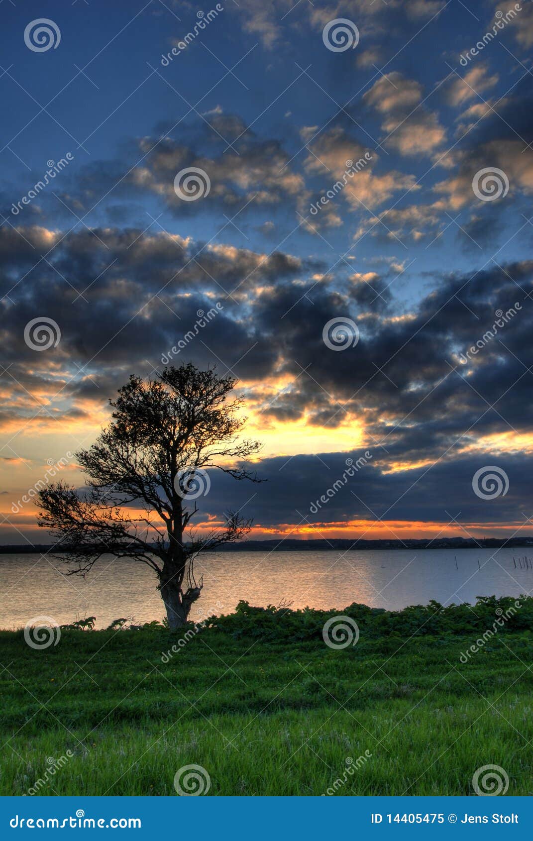 Tree against sunset stock image. Image of sunlight, branch - 14405475