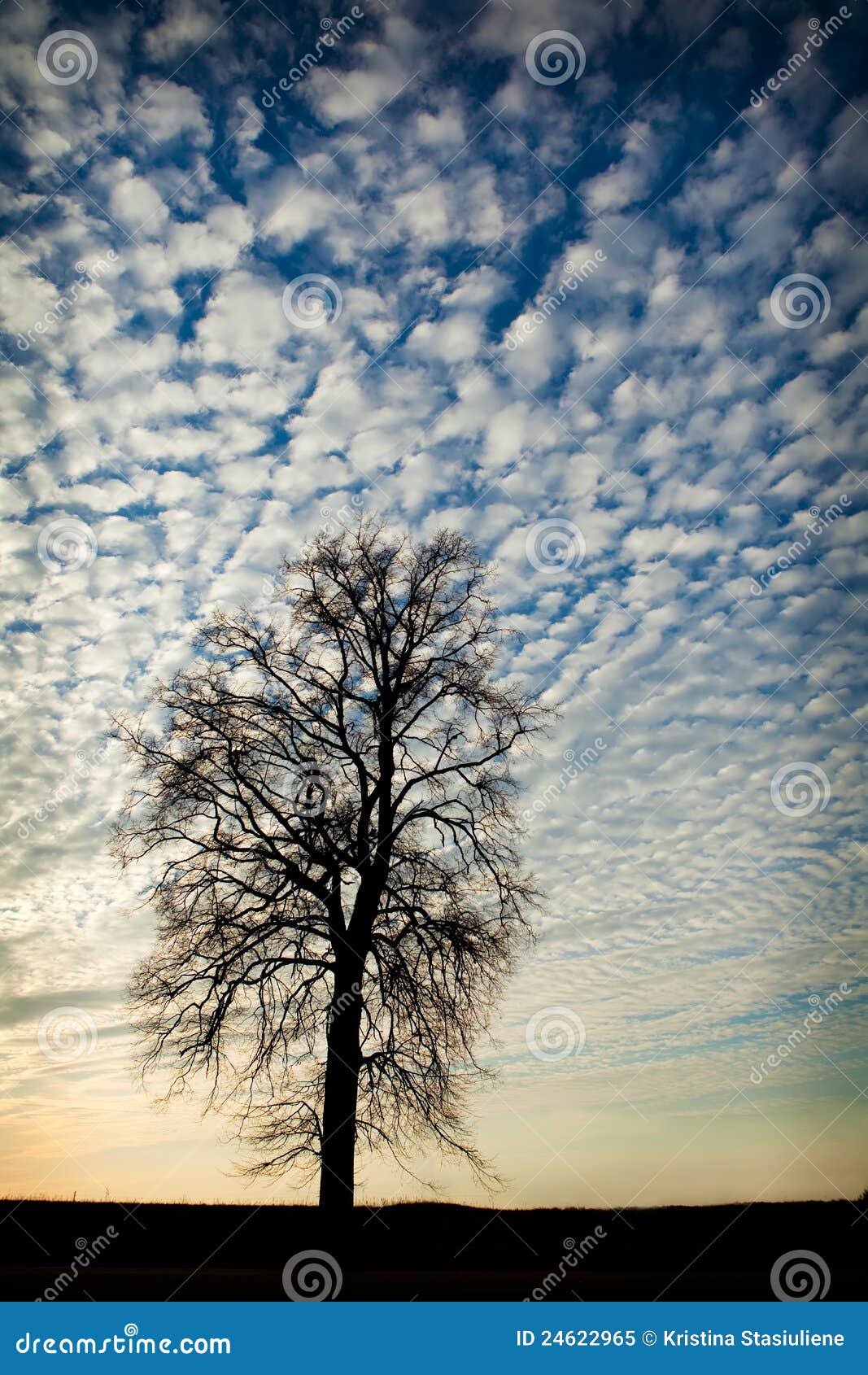 Tree against sunset stock image. Image of abstract, clouds - 24622965