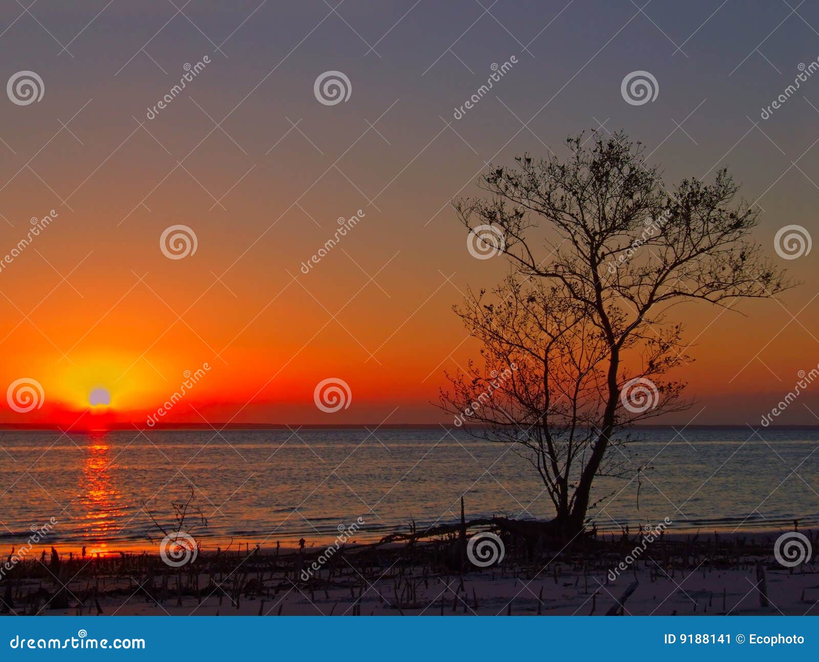 Tree against sunset stock image. Image of african, mangrove - 9188141