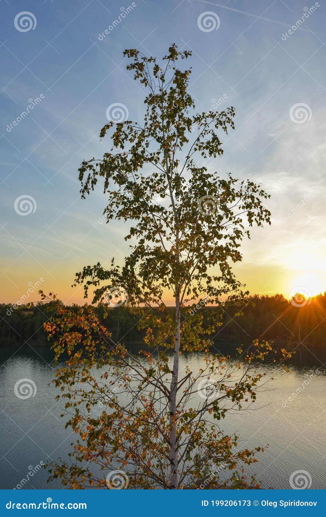 Tree Against the Sunset, the Setting Sun through the Trees Stock Image ...