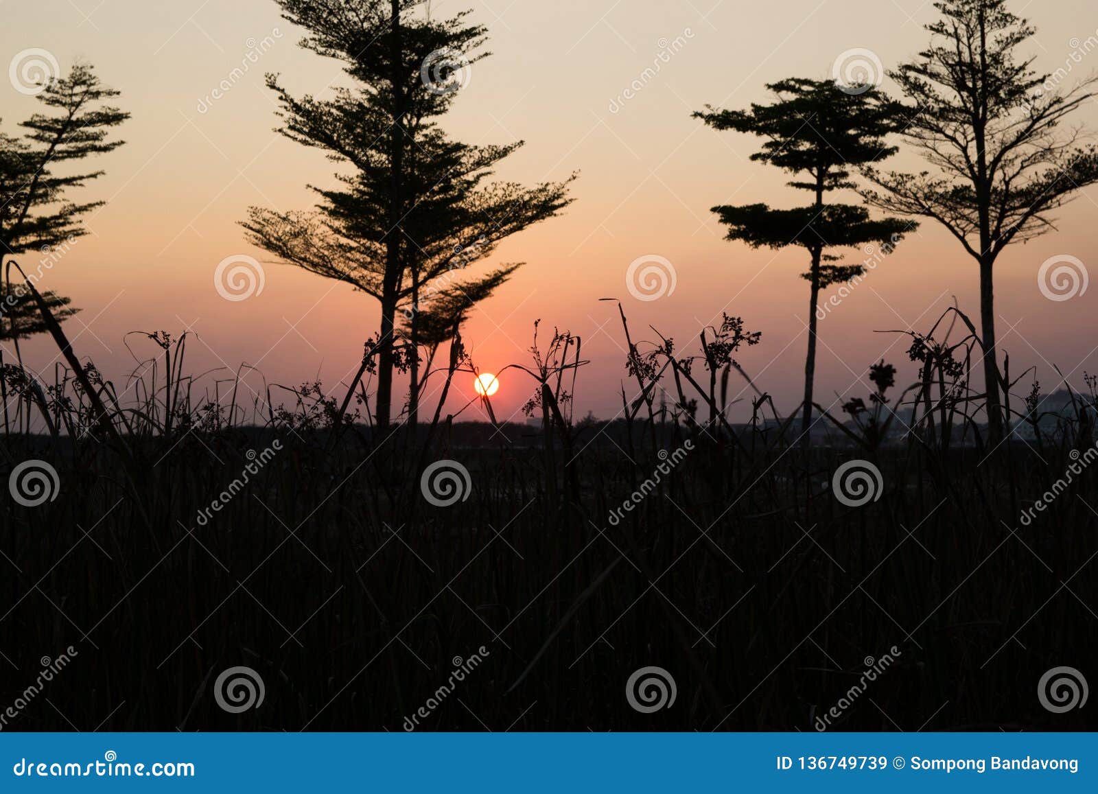 Tree against sunset sky stock image. Image of scene - 136749739