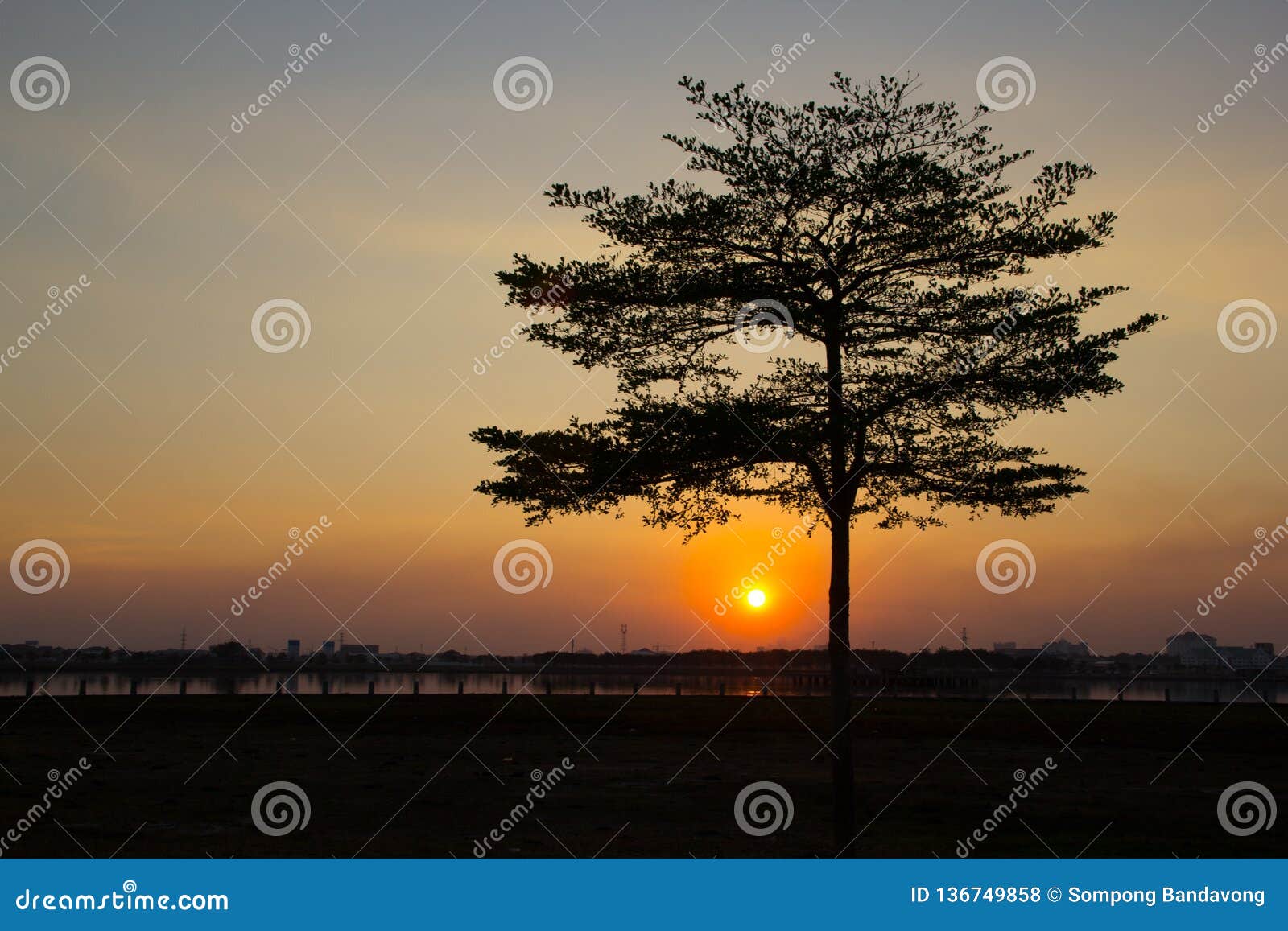 Tree against sunset sky stock photo. Image of outdoor - 136749858