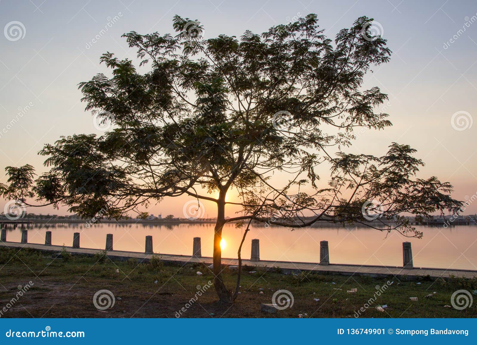 Tree against sunset sky. stock image. Image of color - 136749901