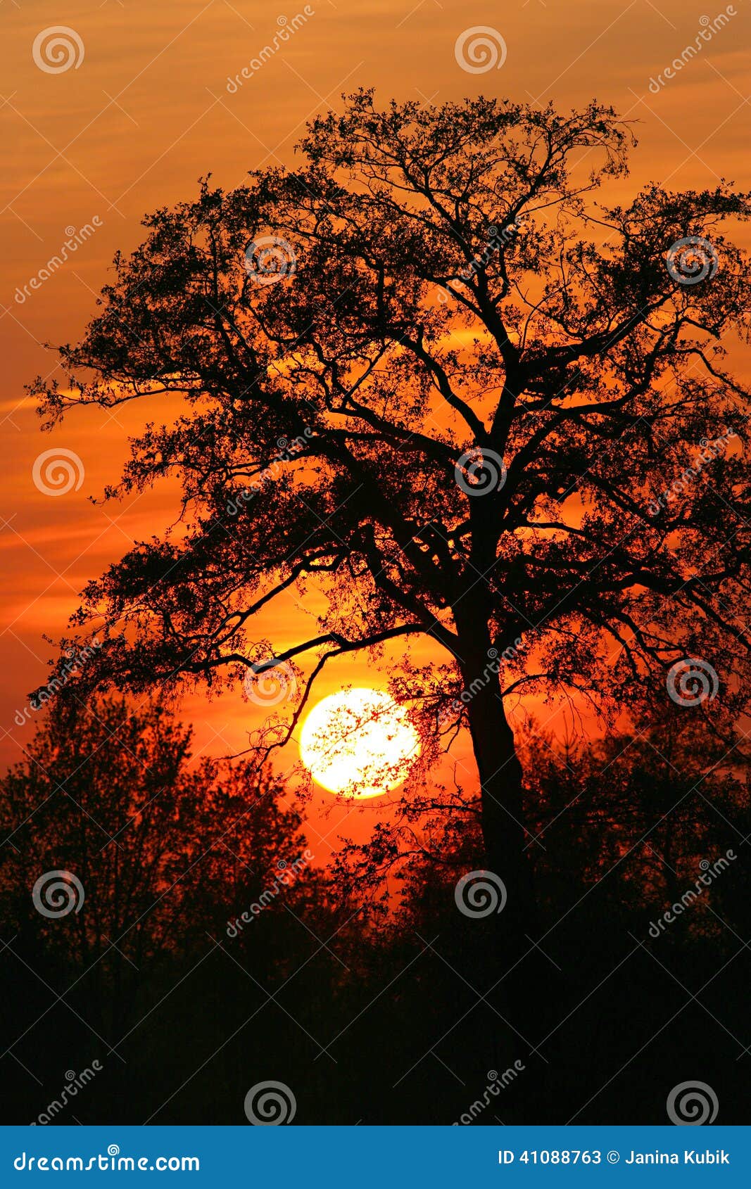 Tree against the sunset stock image. Image of dusk, evening - 41088763