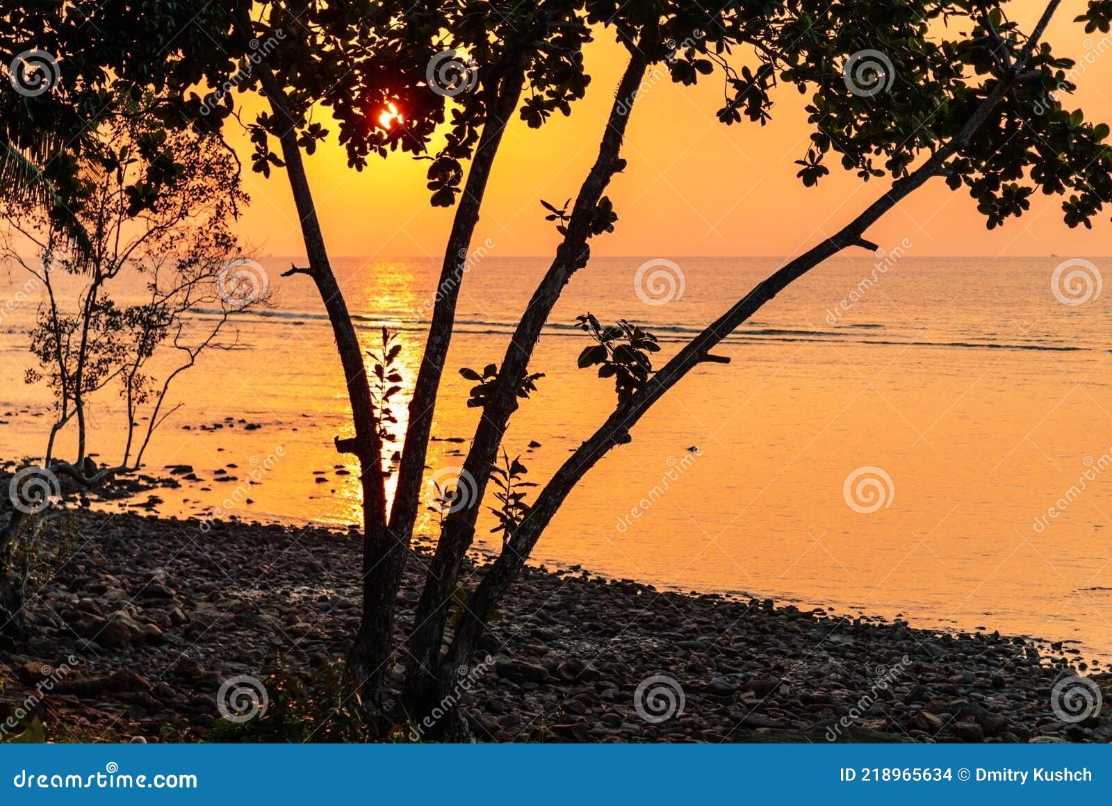Tree against the sunset stock photo. Image of island - 218965634