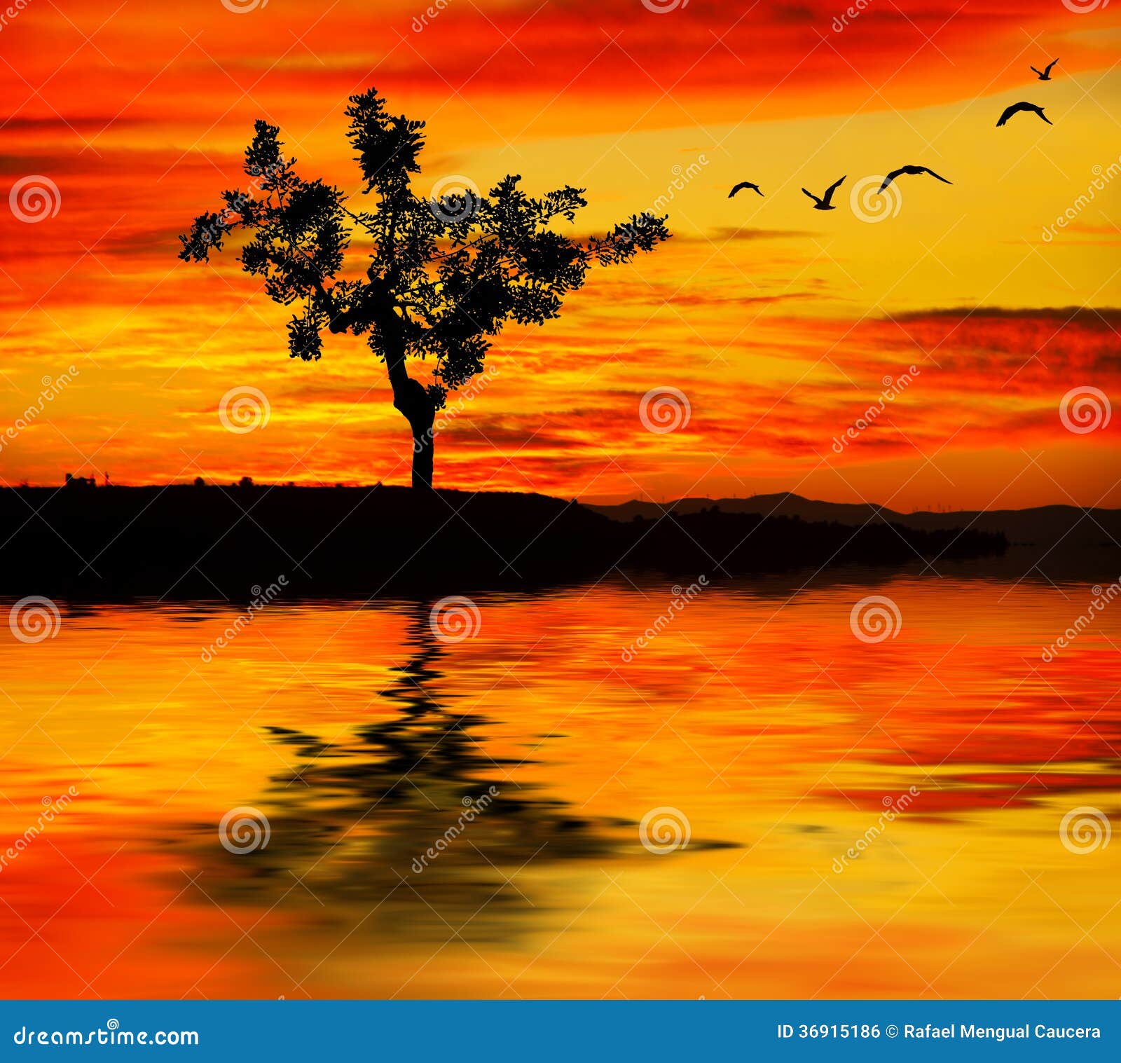 The Tree Against the Sunset Stock Photo - Image of ocean, mountain ...