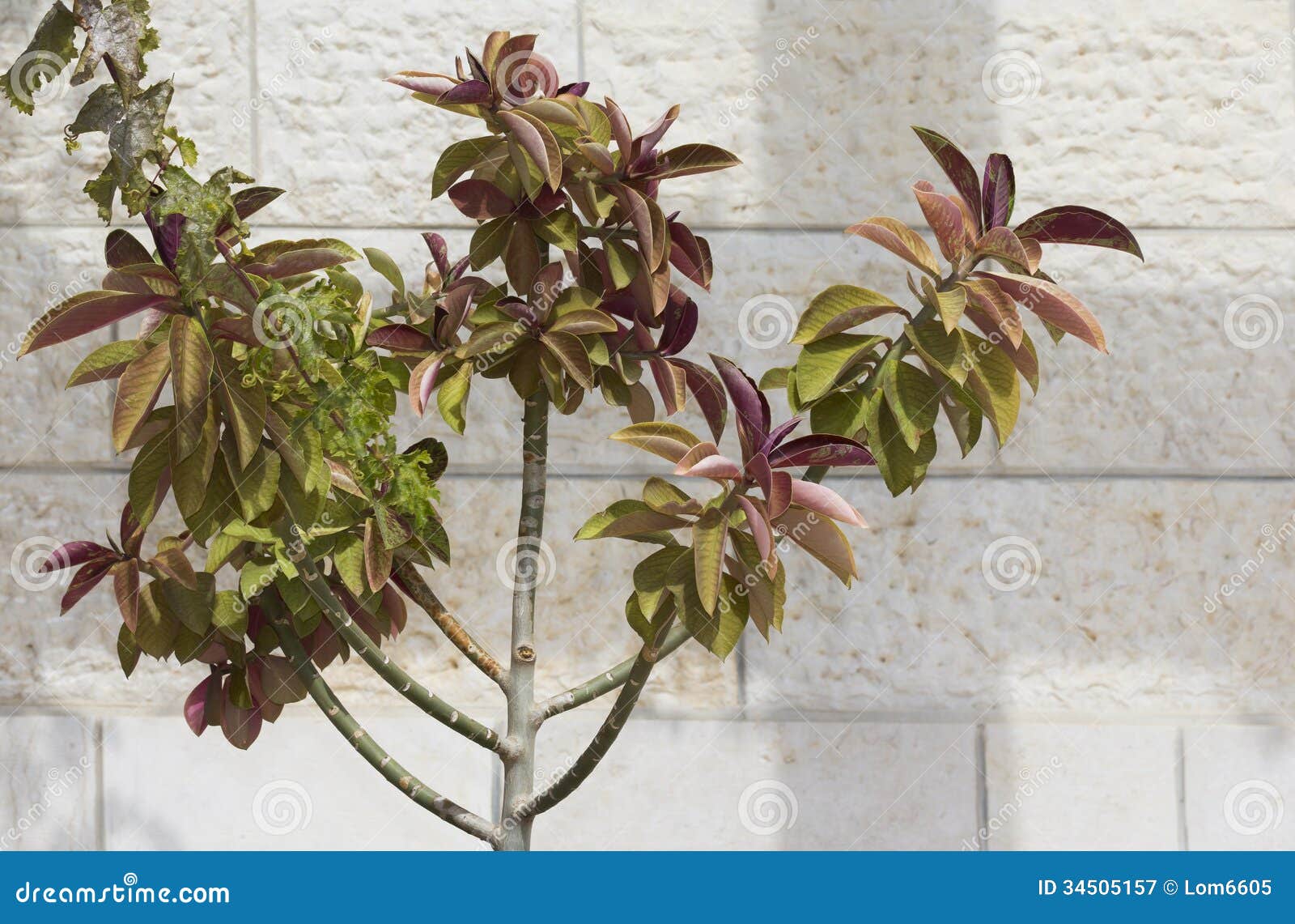 Tree against the wall stock image. Image of wall, jerusalem - 34505157