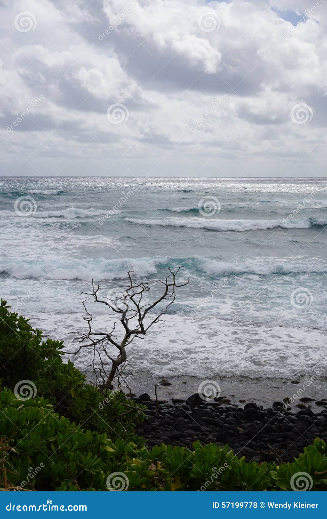 Tree Against Waves stock photo. Image of waves, landscape - 57199778