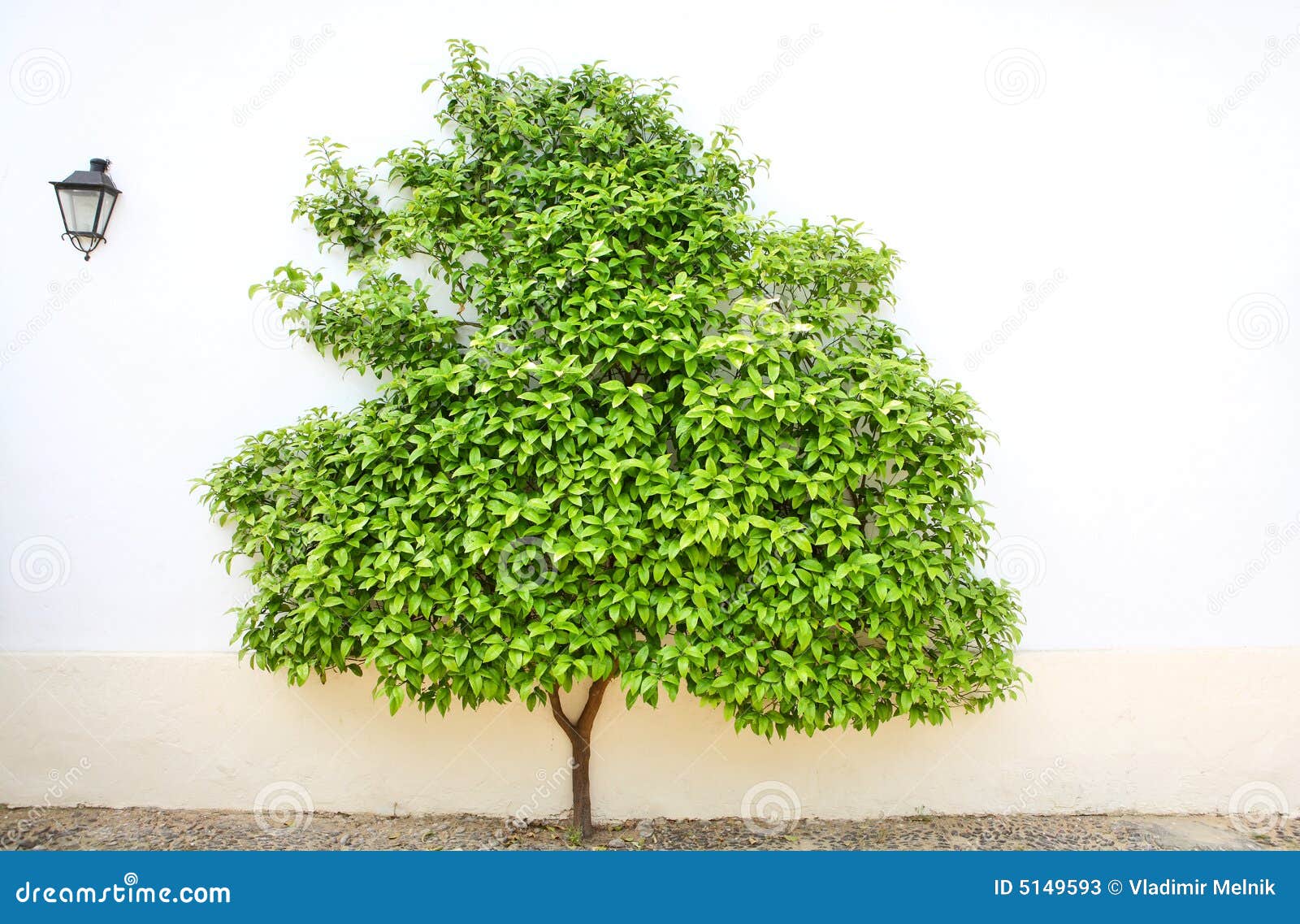 Tree against a white wall stock image. Image of decoration - 5149593