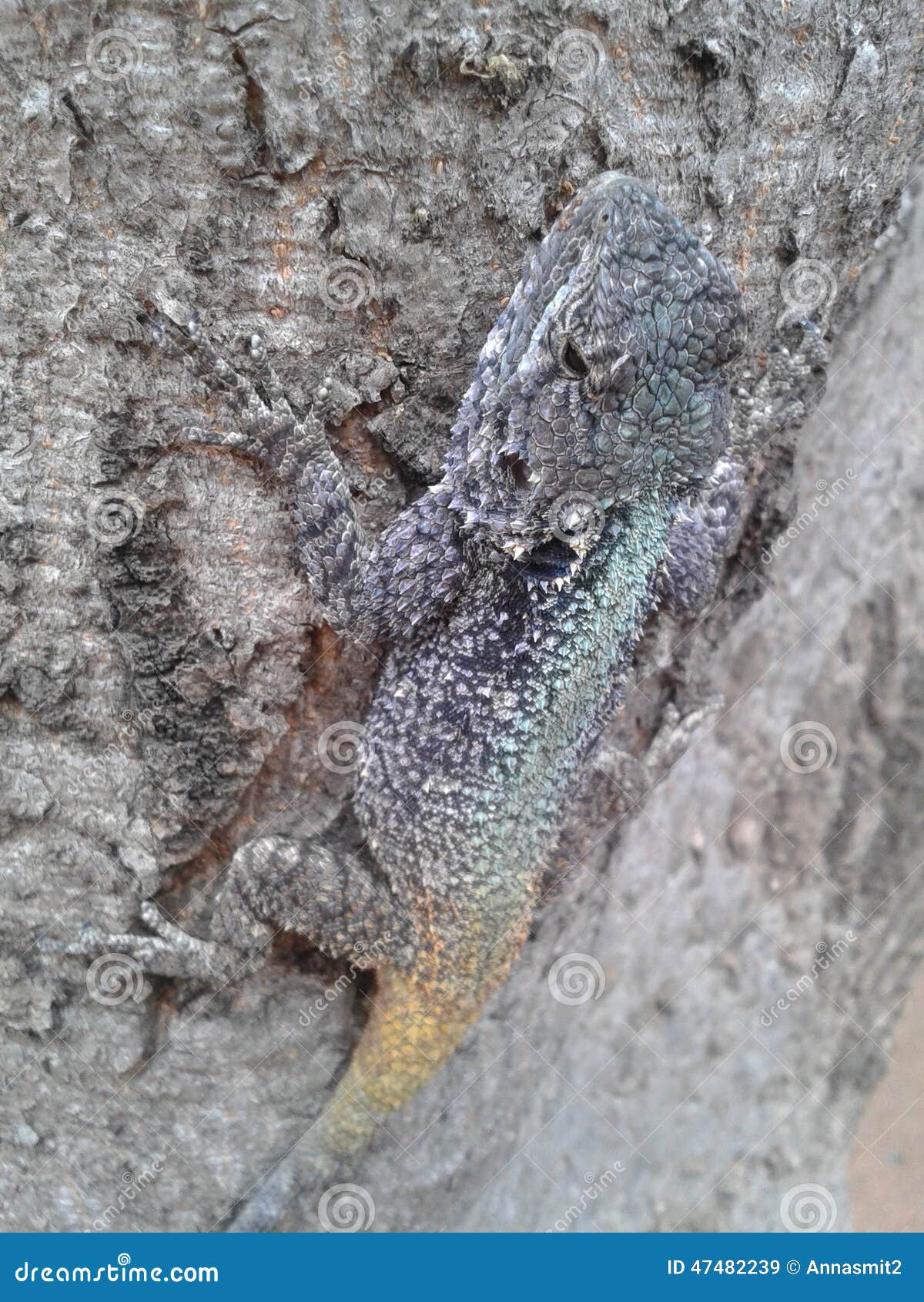 Tree agama stock image. Image of lacertidae, reptile - 47482239