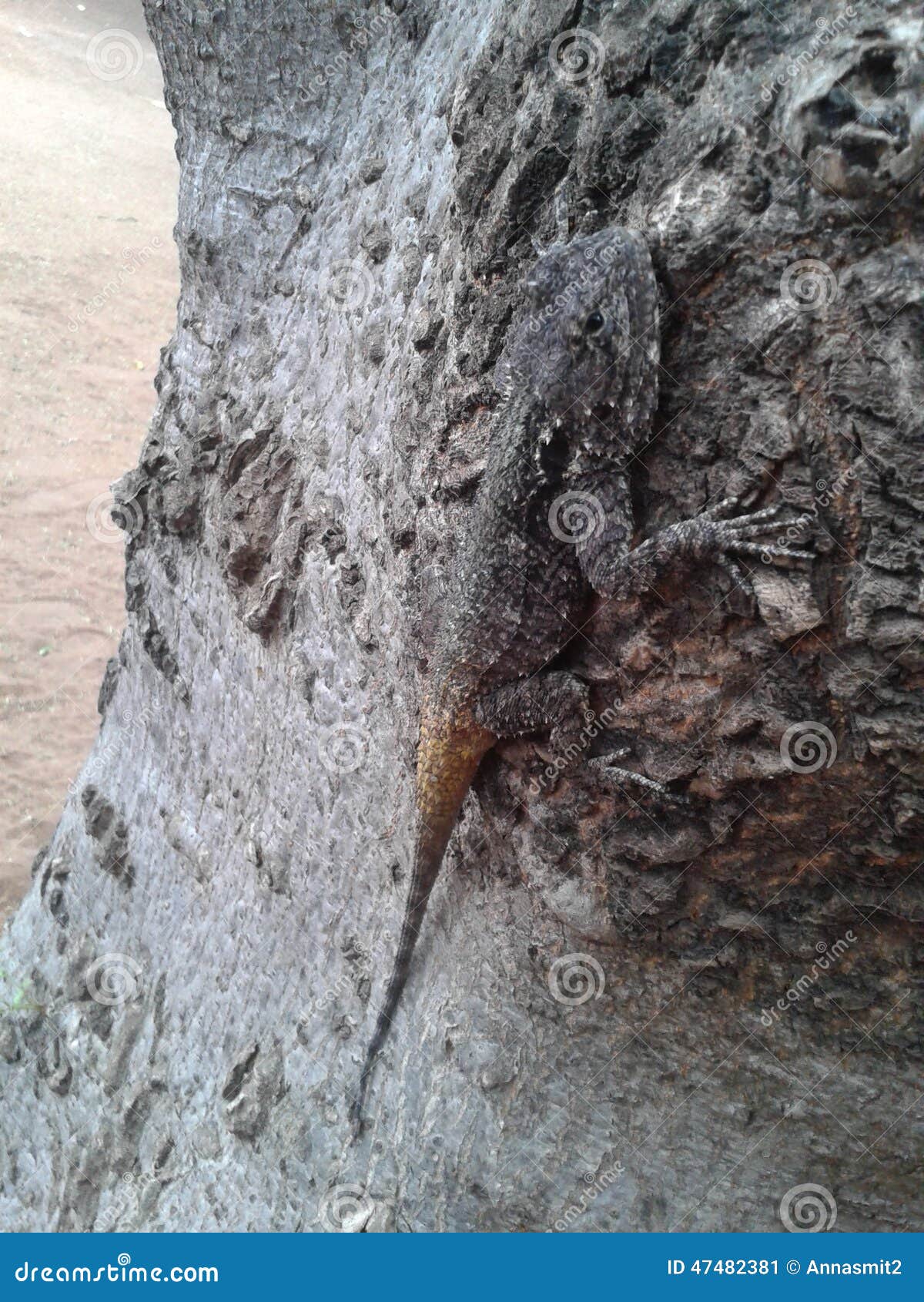 Tree agama stock image. Image of nature, tree, lizard - 47482381