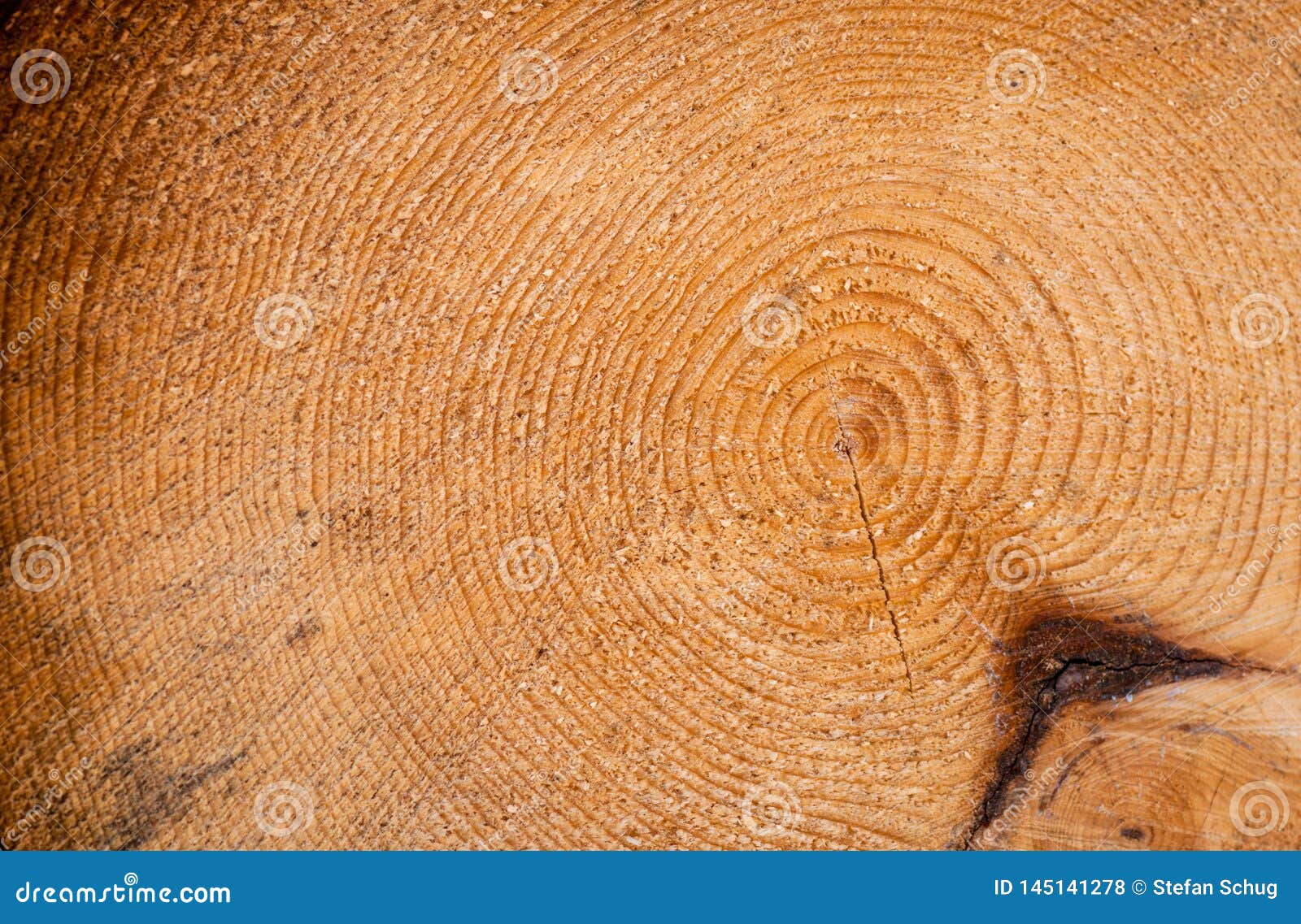 Tree Age - Dendrology stock photo. Image of american - 145141278