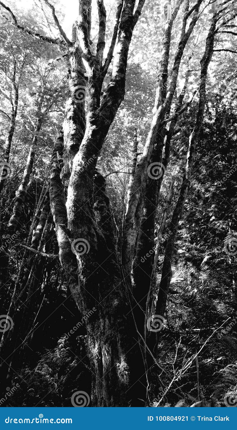 Tree of age stock image. Image of forming, nature, tree - 100804921