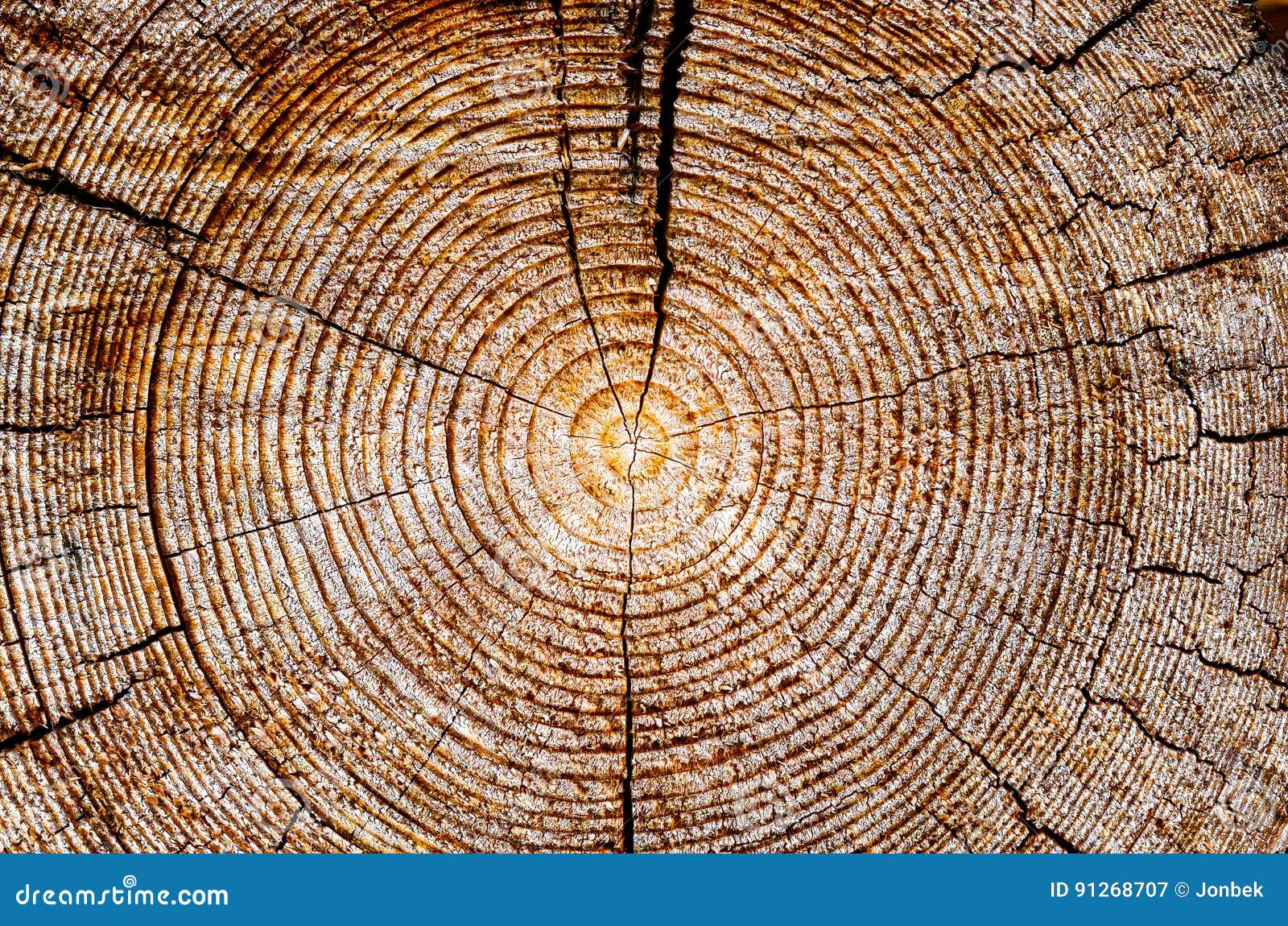 Tree age rings stock image. Image of nature, yellow, flora - 91268707