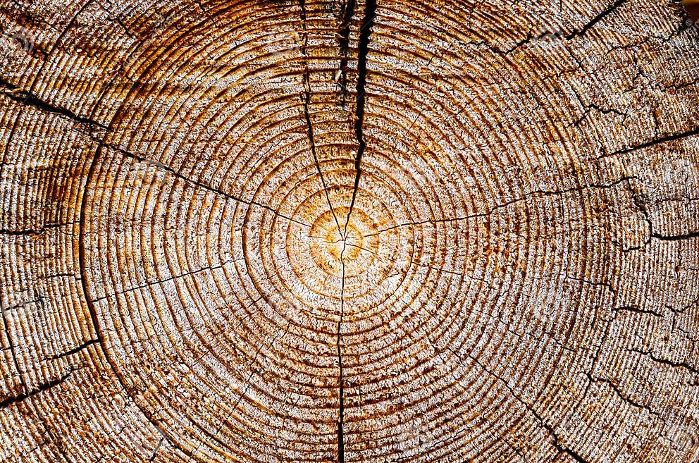Tree age rings stock image. Image of nature, yellow, flora - 91268707
