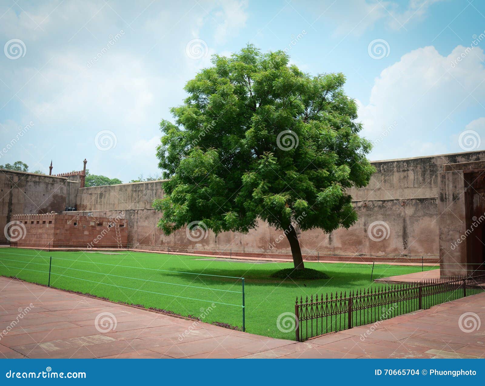 A Tree at Agra Fort in Agra, India Stock Photo - Image of walking ...