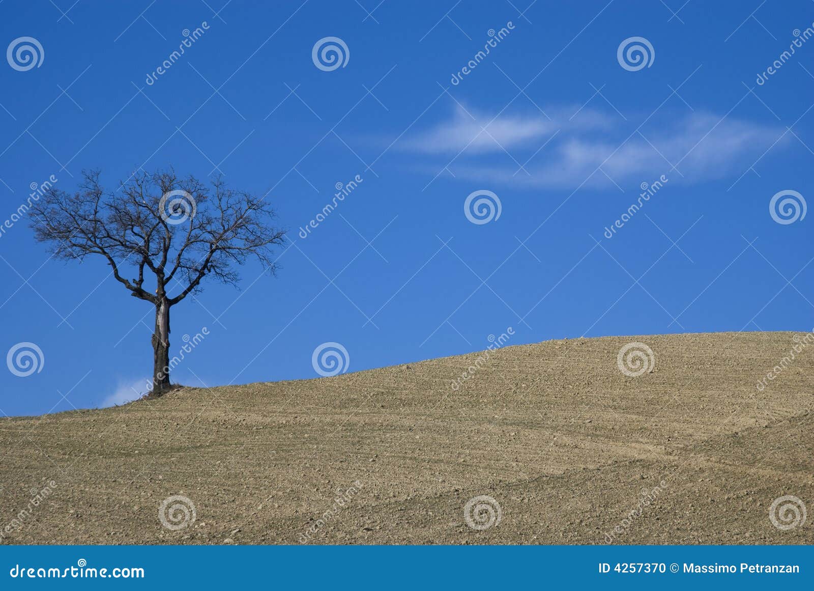 Tree on agricultural land stock photo. Image of tree, farm - 4257370