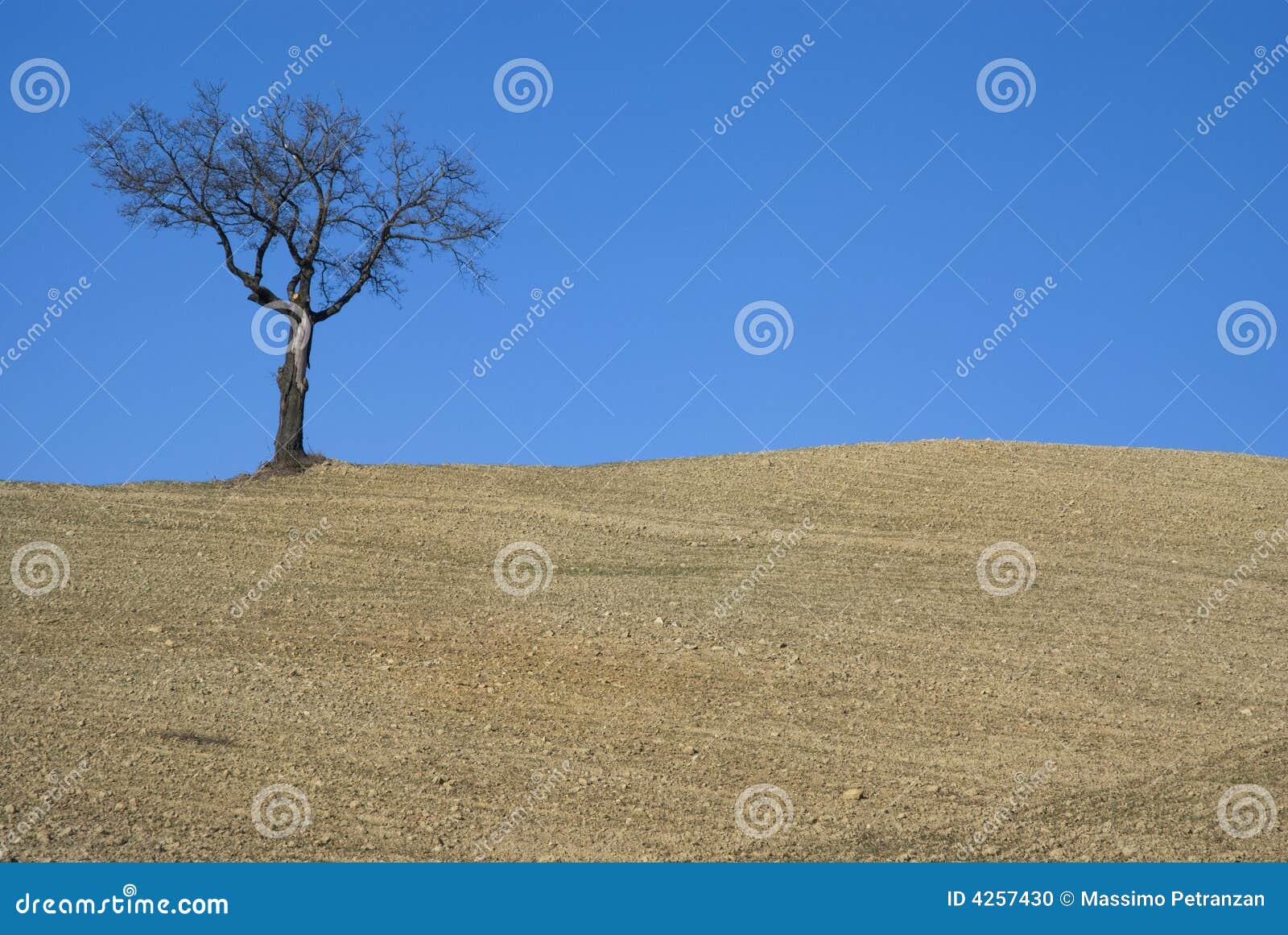Tree on agricultural land stock photo. Image of agricultural - 4257430