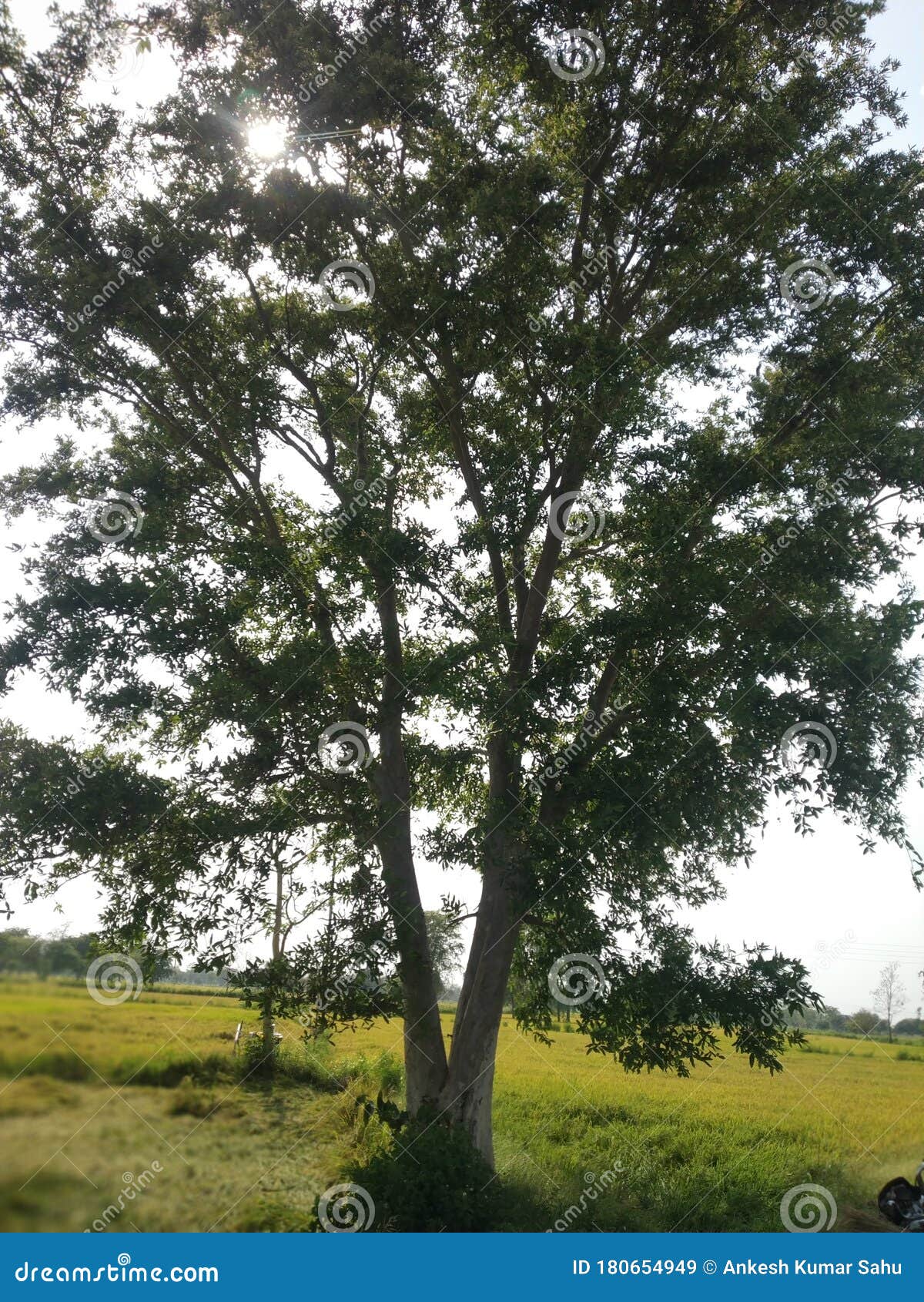 Tree of Agriculture Field Arjun Tree in Indian Stock Image - Image of ...