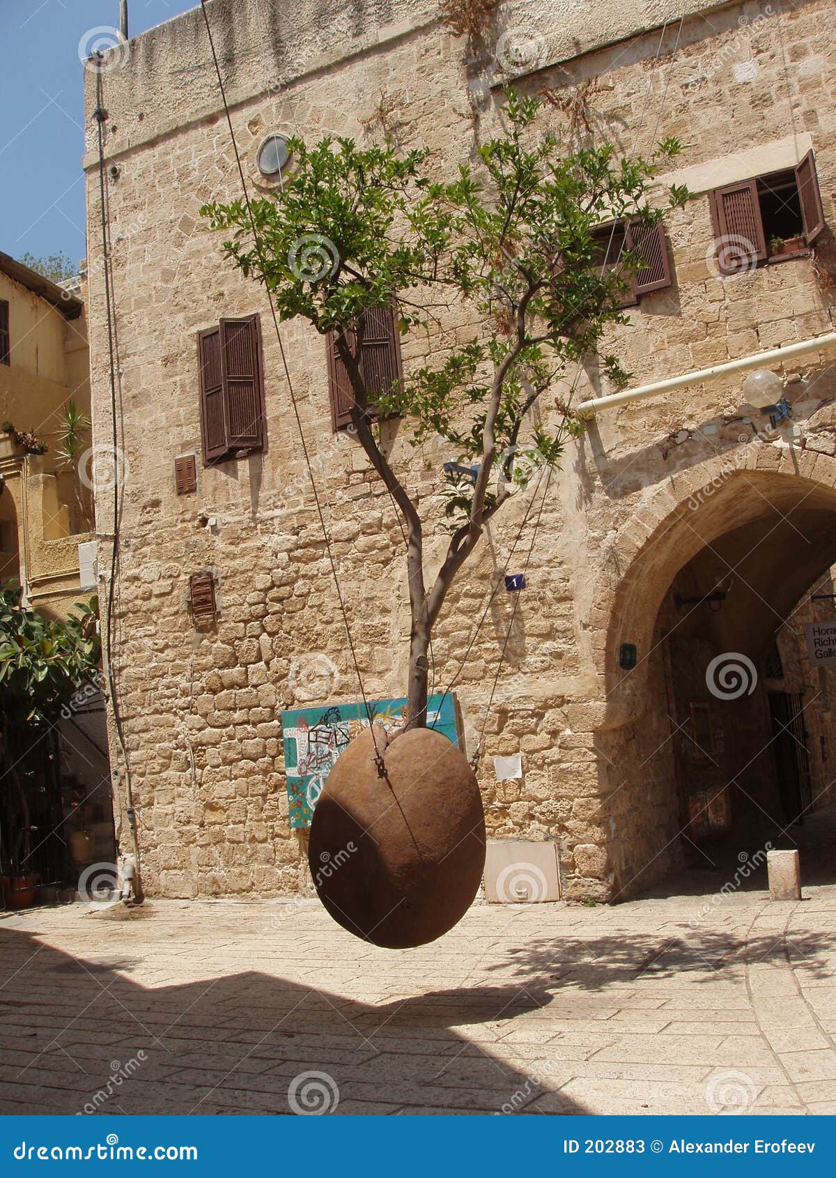 The Tree in the Air, Old Jaffa Stock Image - Image of tree, israel: 202883