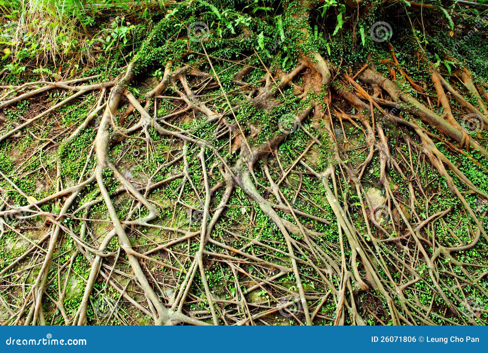 Tree air root stock photo. Image of network, plant, earth - 26071806