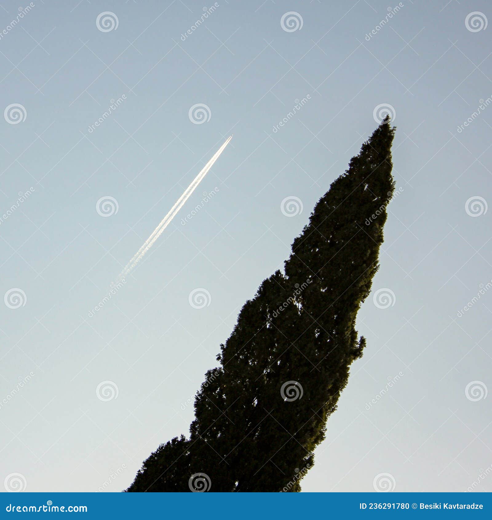 A Tree and a Airplane in the Sky Stock Photo - Image of contrail ...
