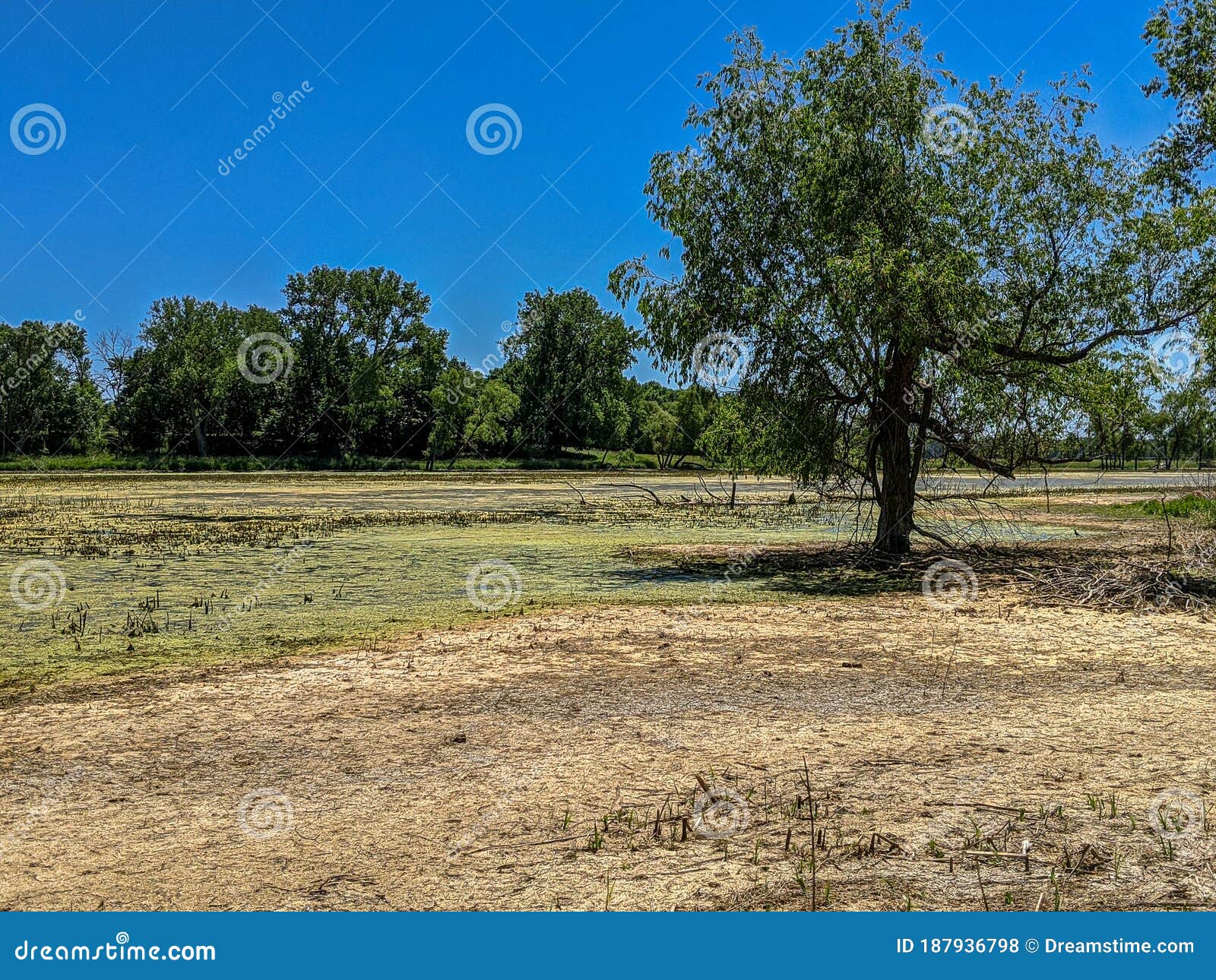 A Tree by a Algae Covered Lake Stock Photo - Image of lush, green ...
