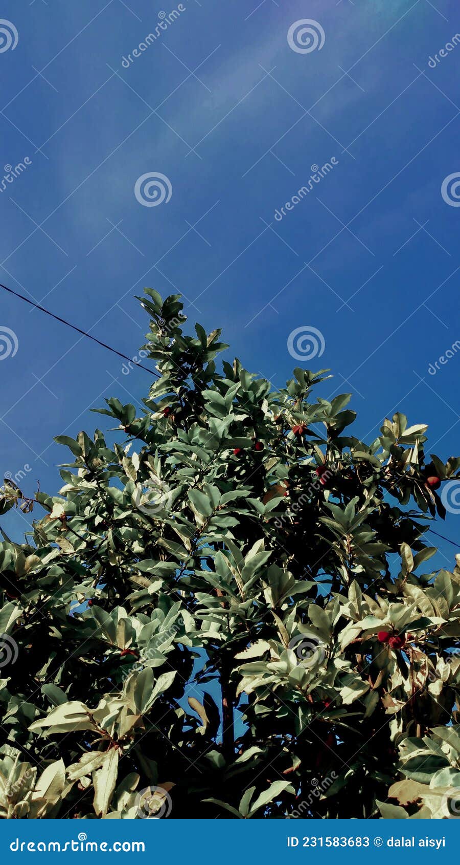 Tree Alive, Forest in the City Stock Image - Image of city, tree: 231583683