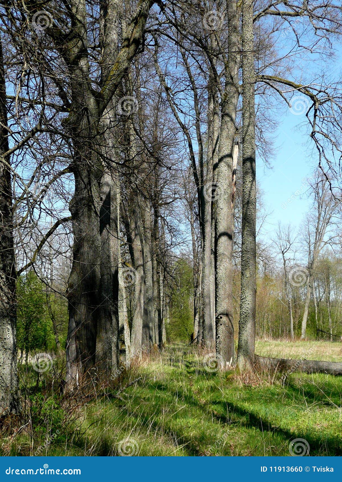 Tree alley stock photo. Image of spring, forest, grass - 11913660