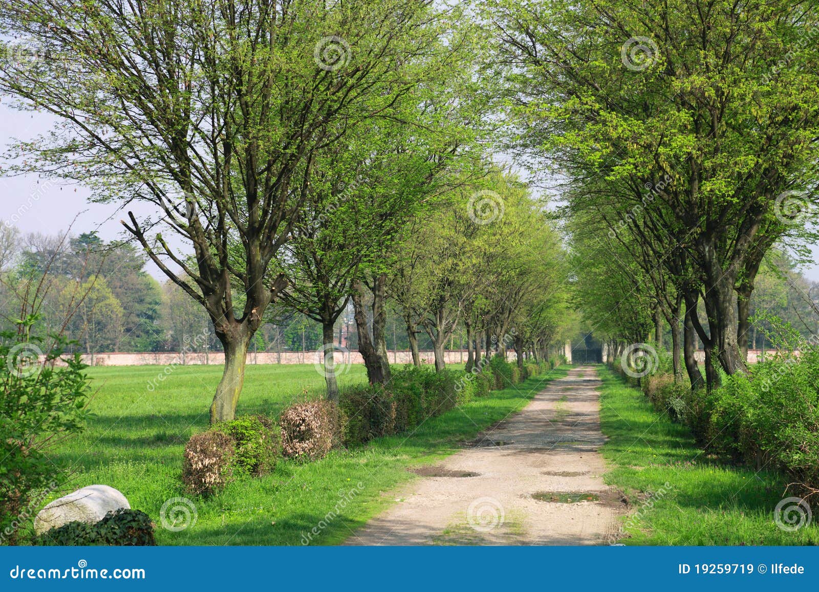 Tree alley stock image. Image of scenic, grass, environment - 19259719