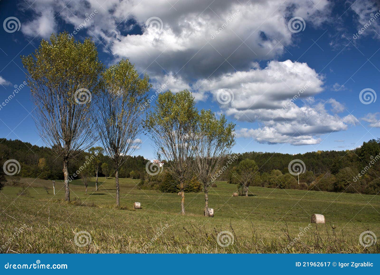 Tree alley stock image. Image of nature, grass, scenery - 21962617
