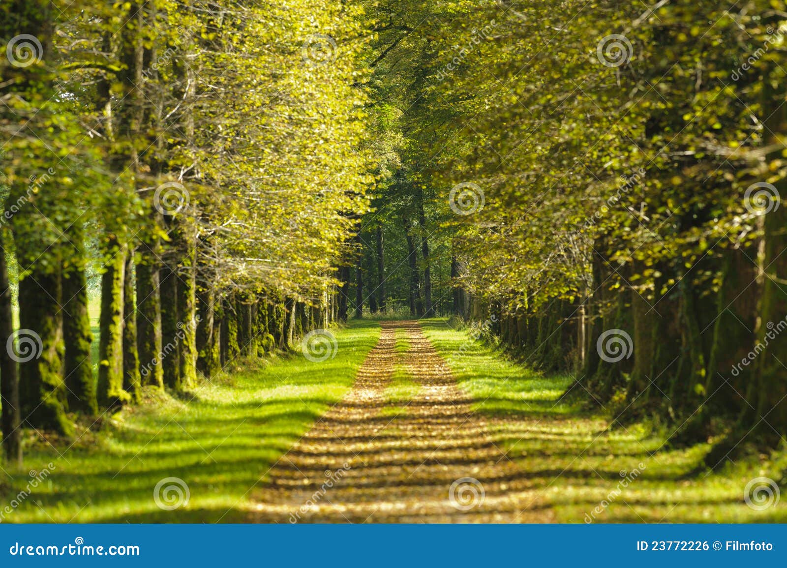 Tree alley stock photo. Image of environment, beauty - 23772226