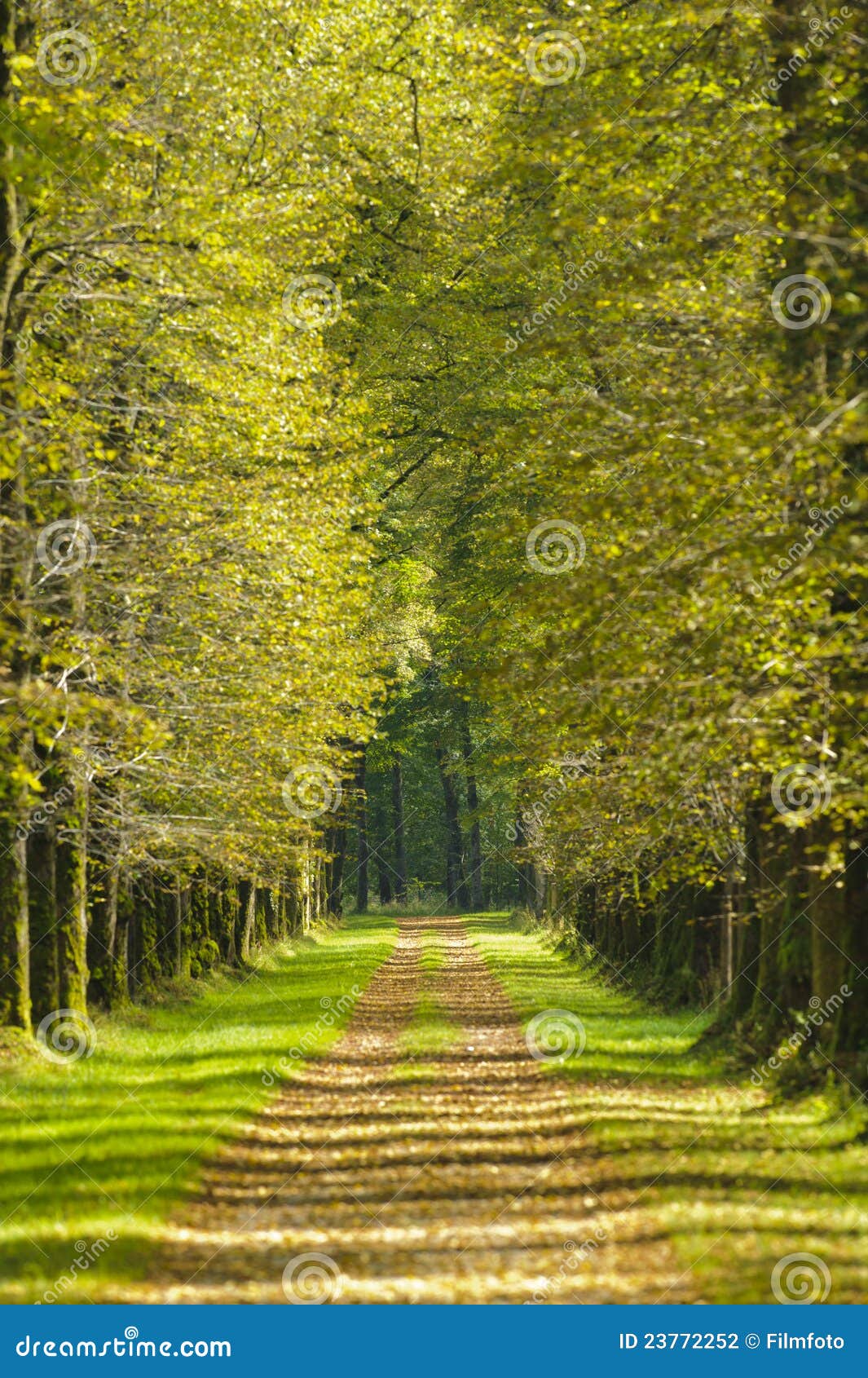Tree alley stock photo. Image of nature, park, perspective - 23772252