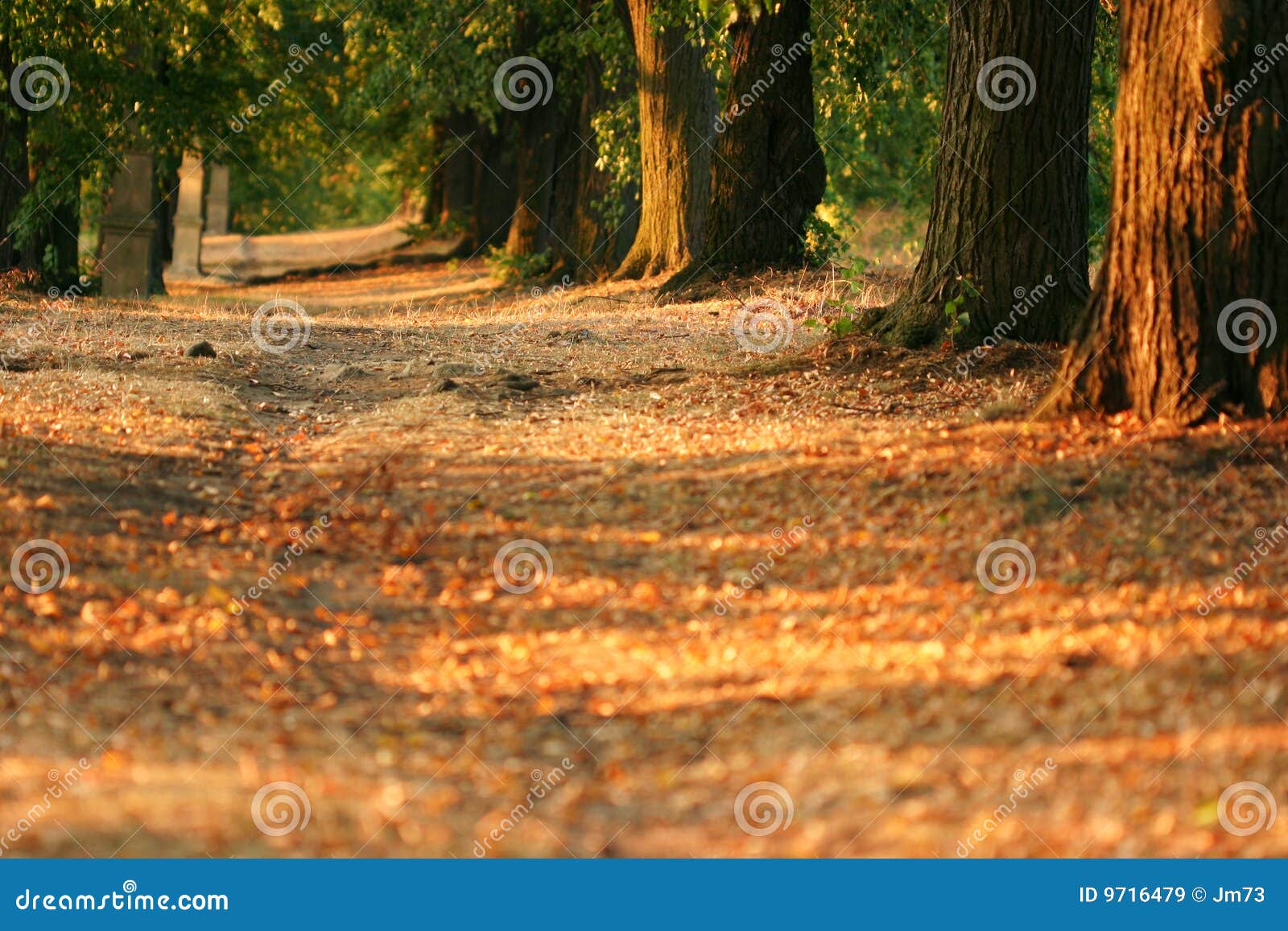 Tree Alley at Early Evening Stock Image - Image of park, colorful: 9716479