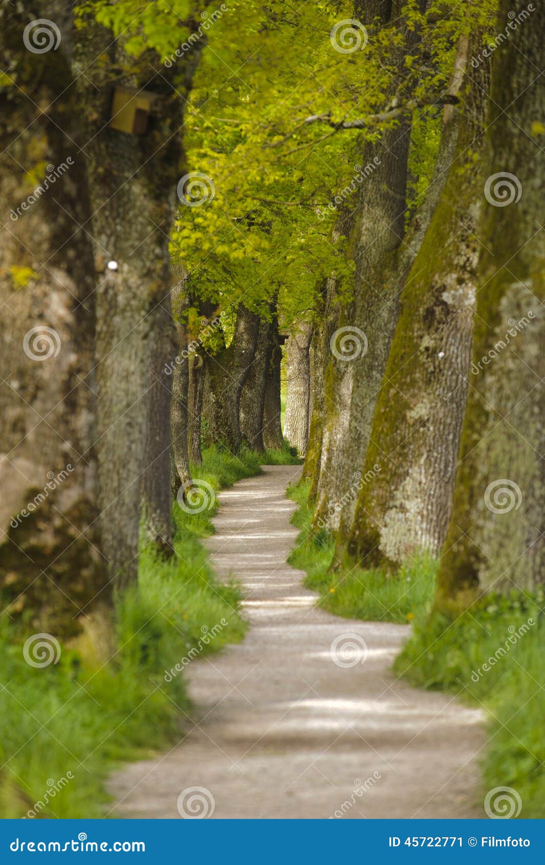 Tree alley stock image. Image of leaf, green, park, light - 45722771