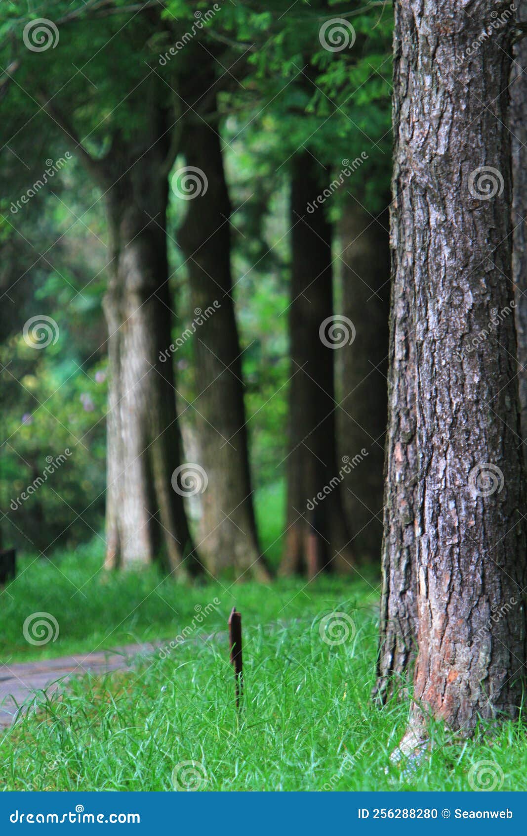 Tree Alley with Foot Path, Nature Concept Stock Photo - Image of fall ...