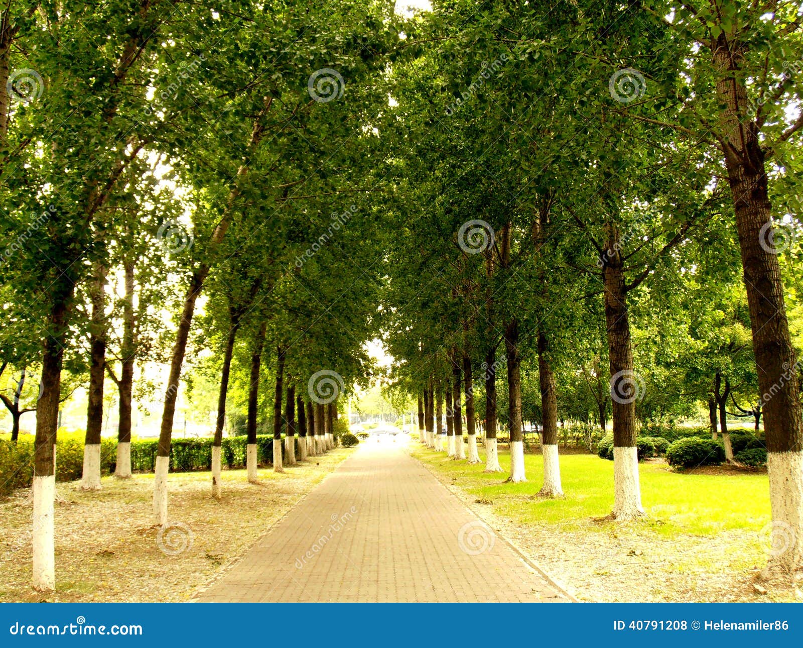 Tree Alley And Path Royalty-Free Stock Image | CartoonDealer.com #34750414