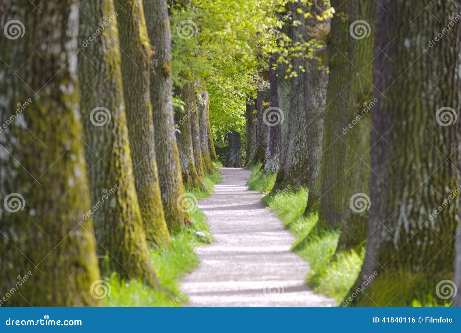 Tree alley stock photo. Image of perspective, outdoor - 41840116