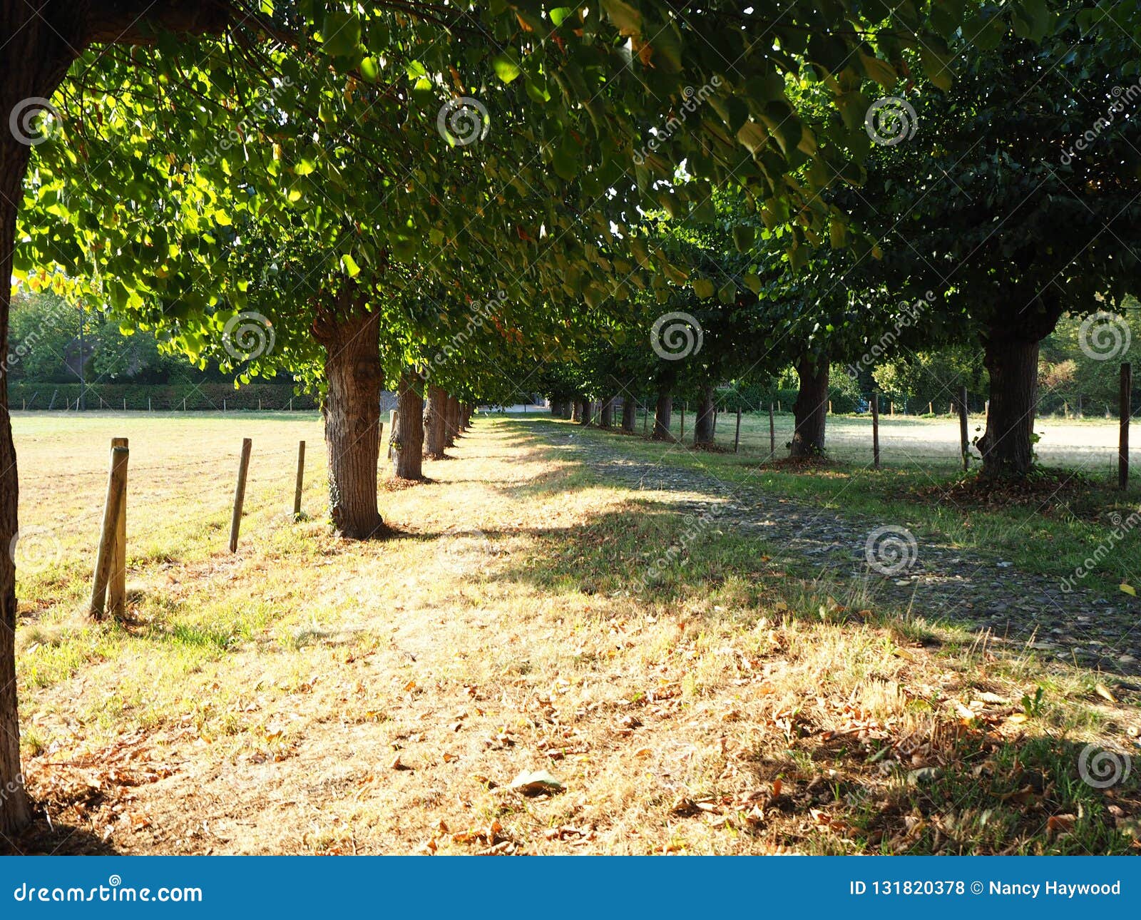 Tree Alley with a path stock photo. Image of beauty - 131820378