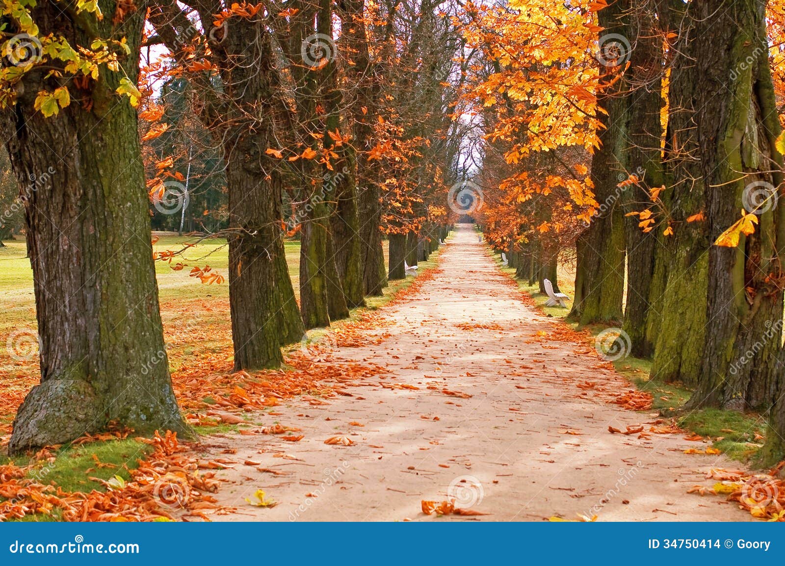 Tree Alley And Path Royalty-Free Stock Image | CartoonDealer.com #34750414