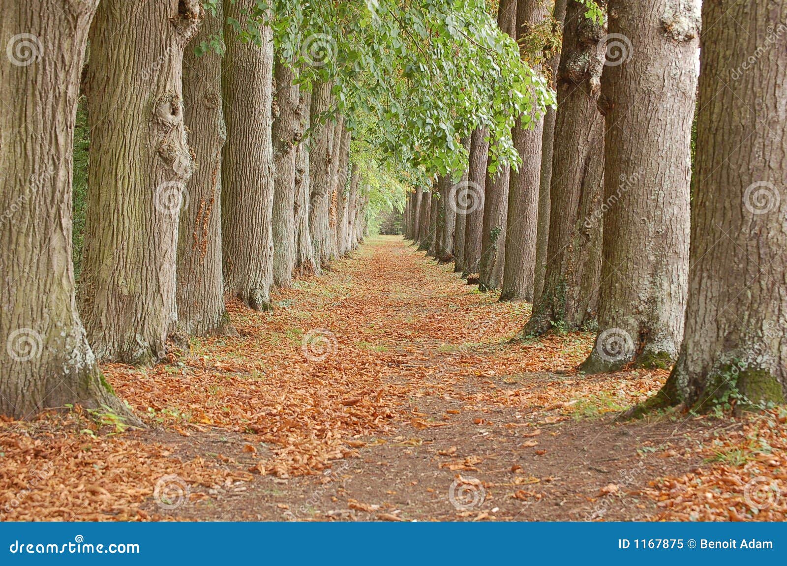 Tree alley perspective stock image. Image of grey, distance - 1167875