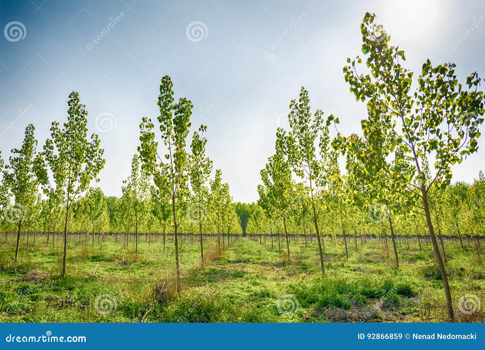 Tree alley at spring stock image. Image of multi, leaf - 92866859