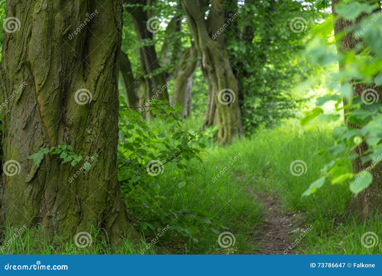 Tree alley at spring stock image. Image of plant, foliage - 73786647